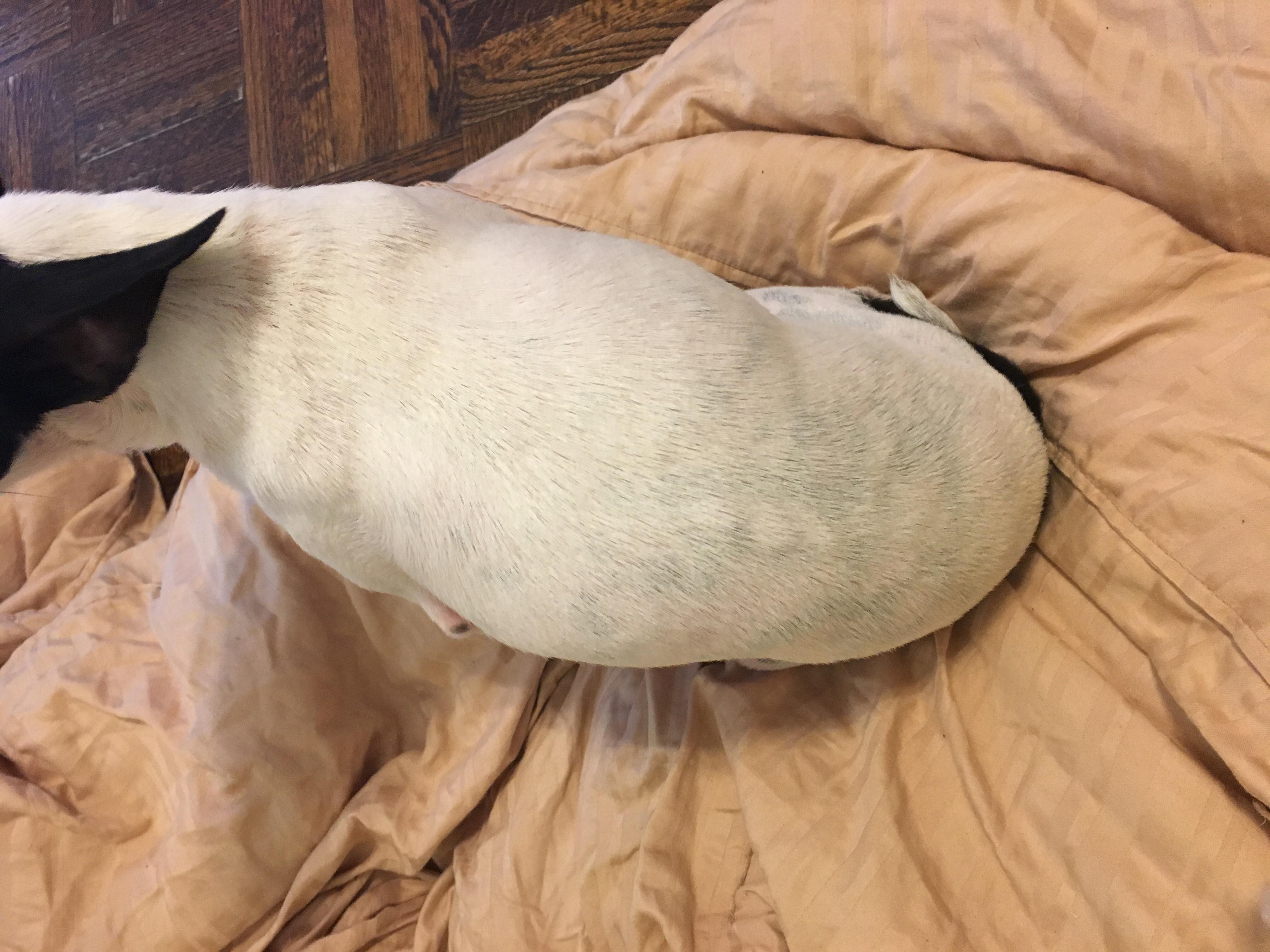 Why is my dog's belly bloated and painful when you lift him? | Petco