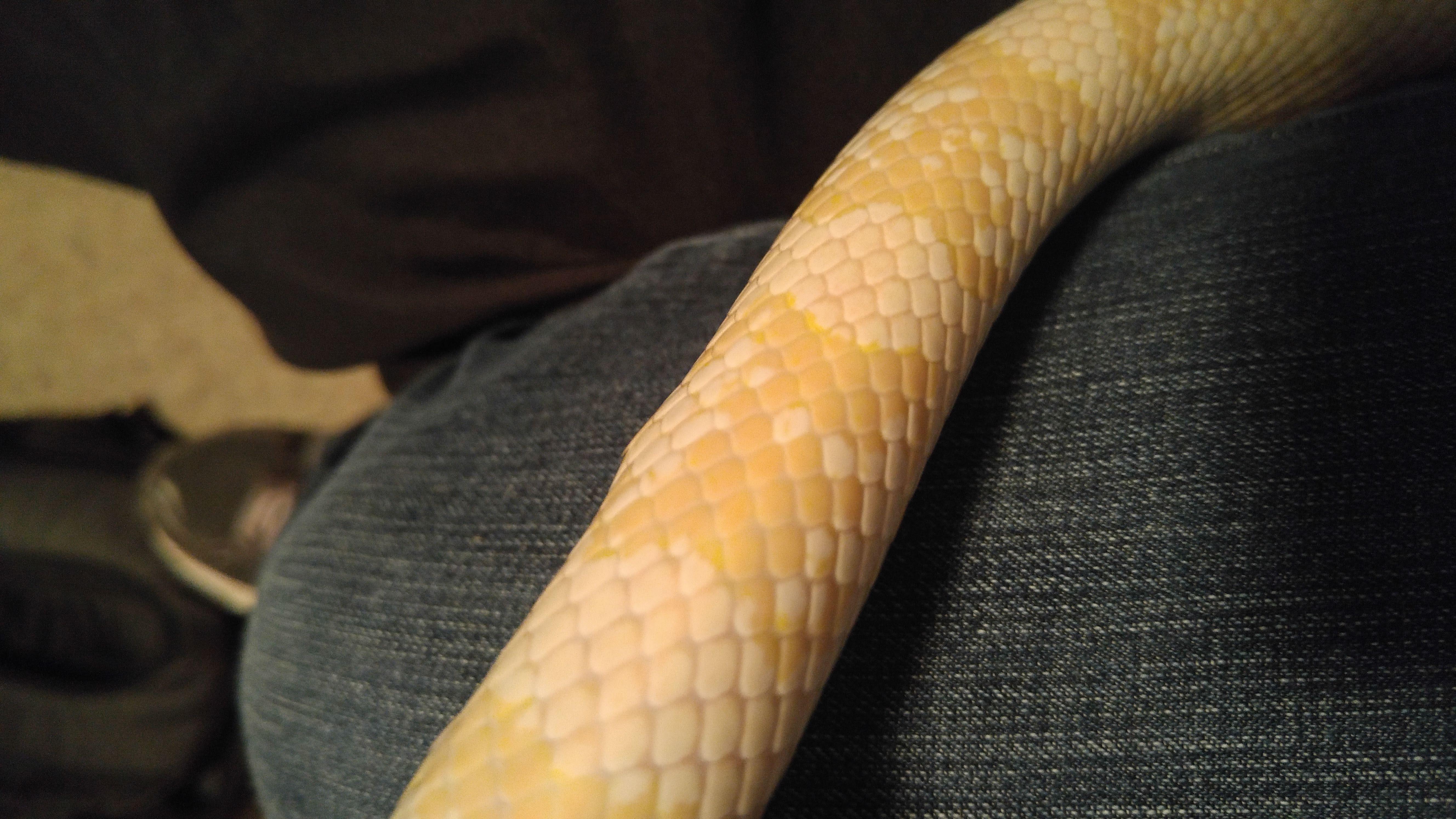 Why does my corn snake have bumps on its side that don't hurt? | Petco