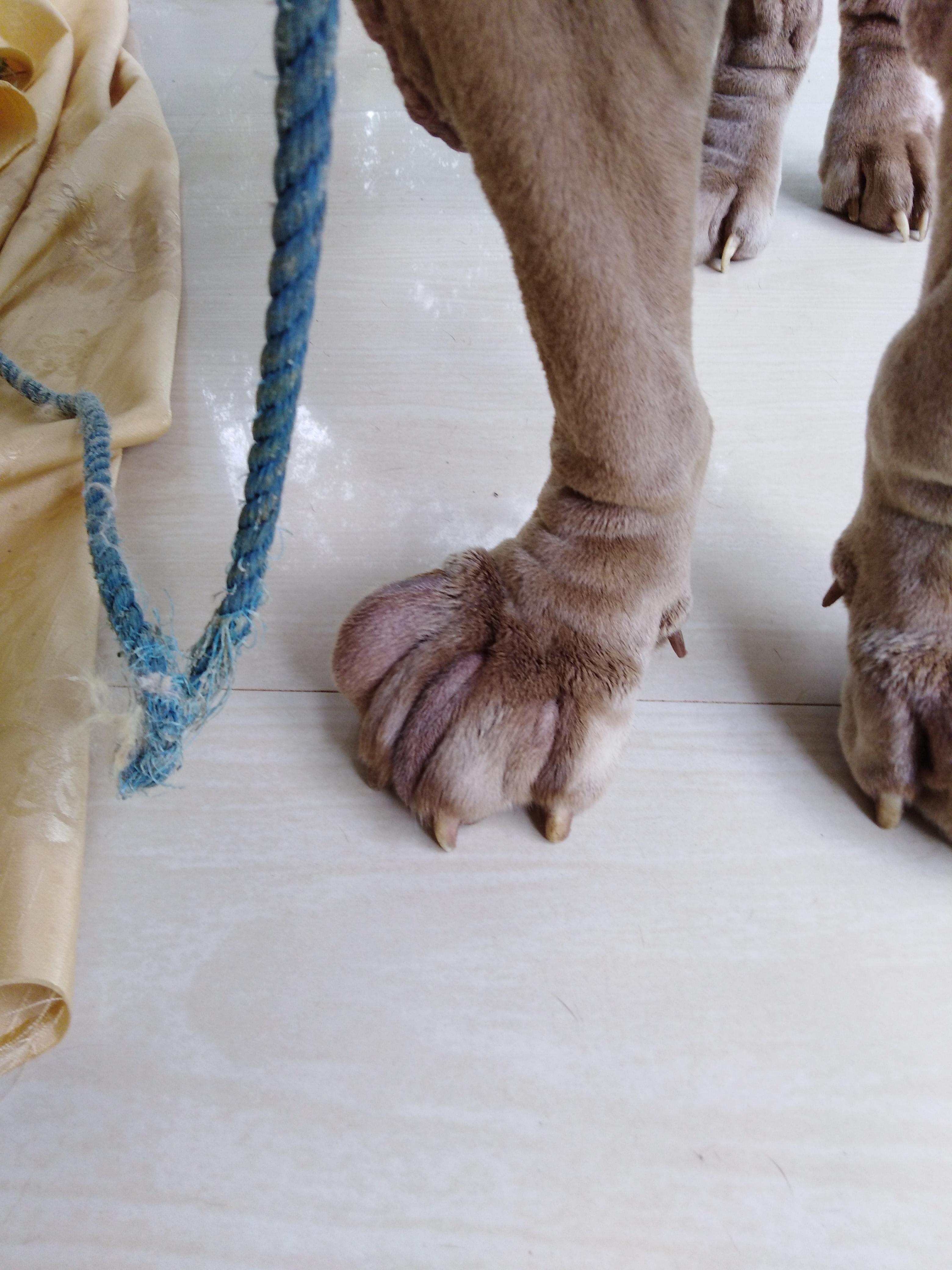 My dog has swollen, infected paws. Why aren't antibiotics working? | Petco