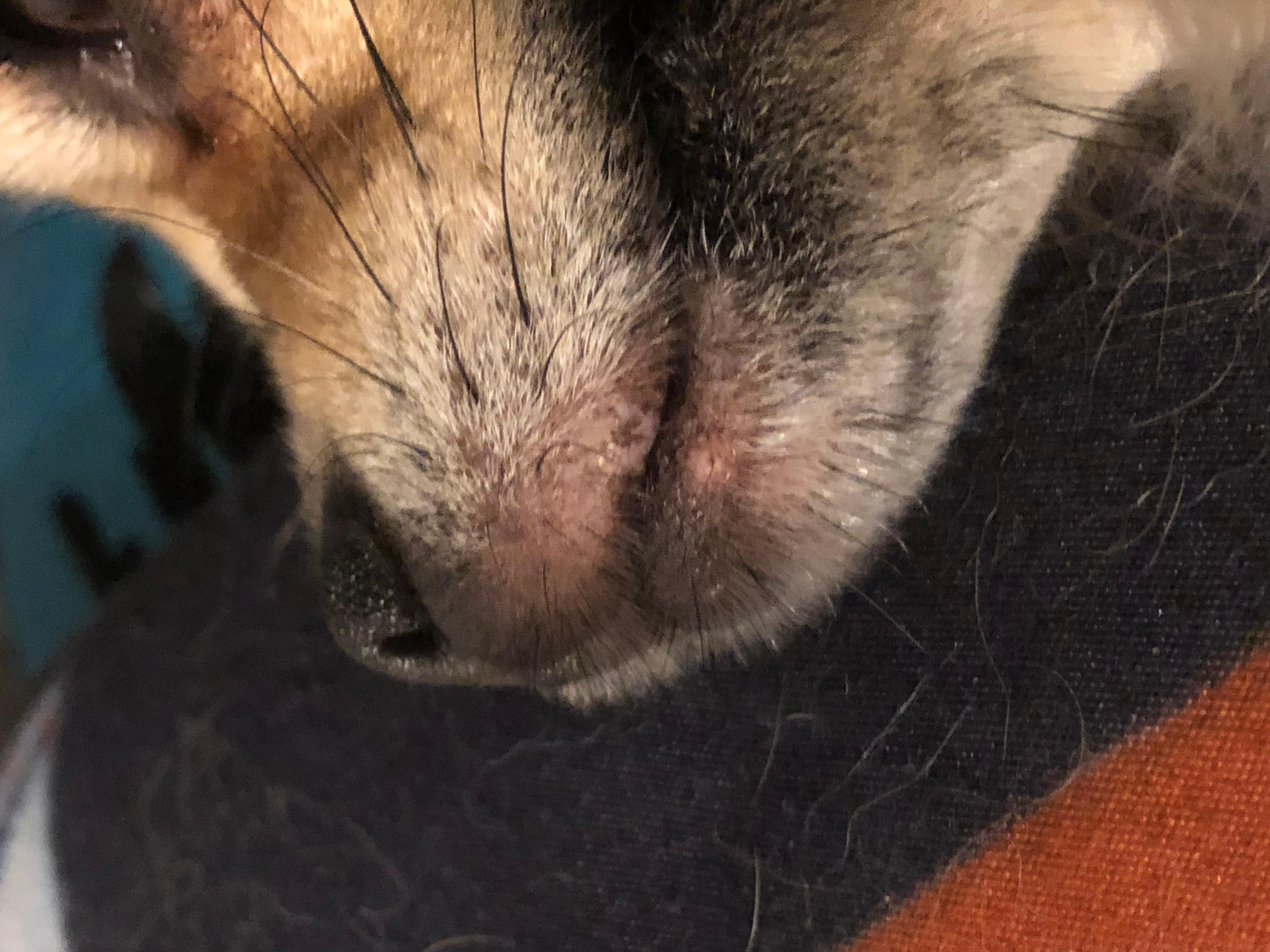 Why Does My Dog Have Red, Inflamed Spots on Lip & Chin? | Petco
