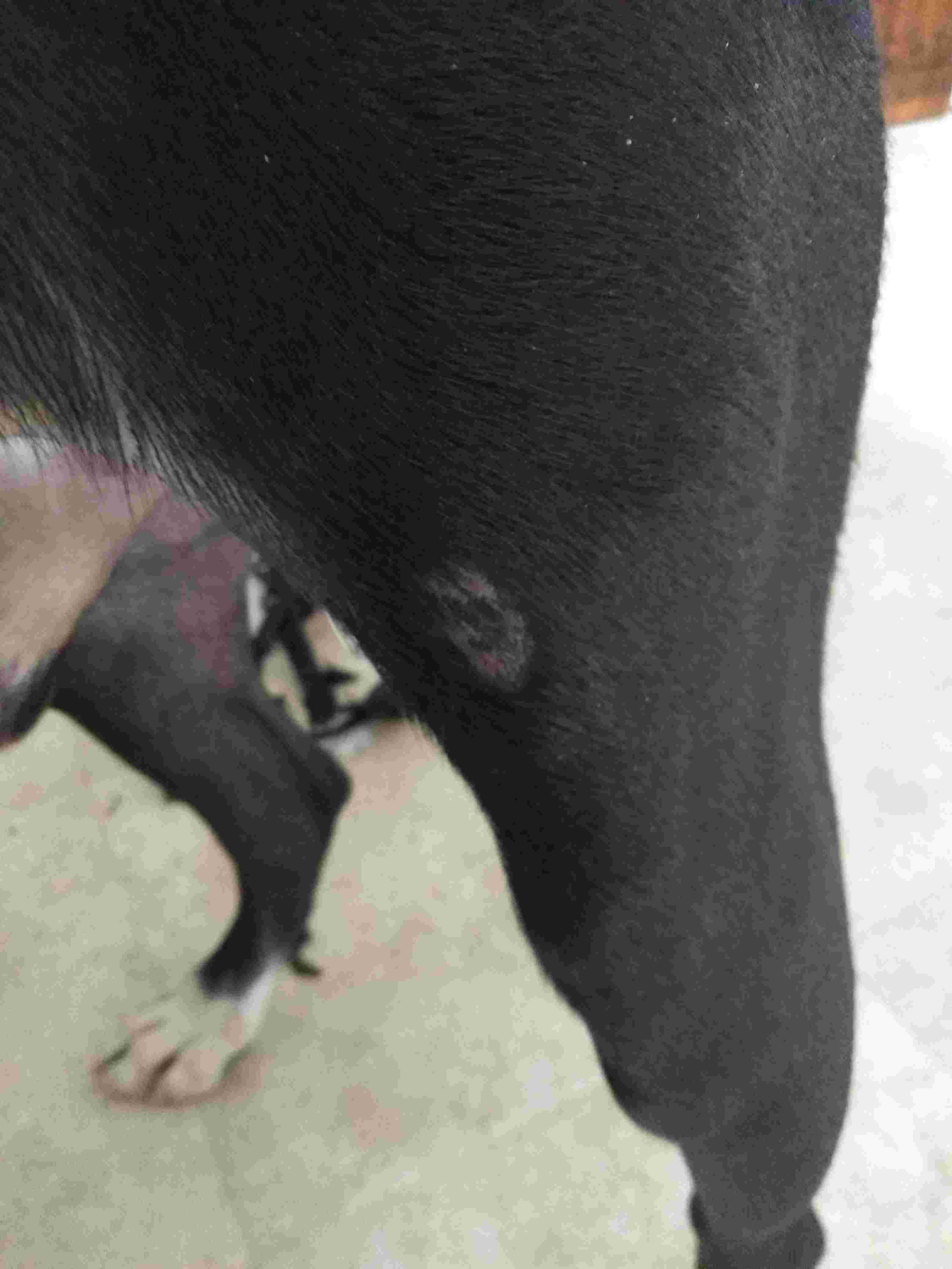 Are these spots on my dog's skin mange, ringworm, or allergies? | Petco