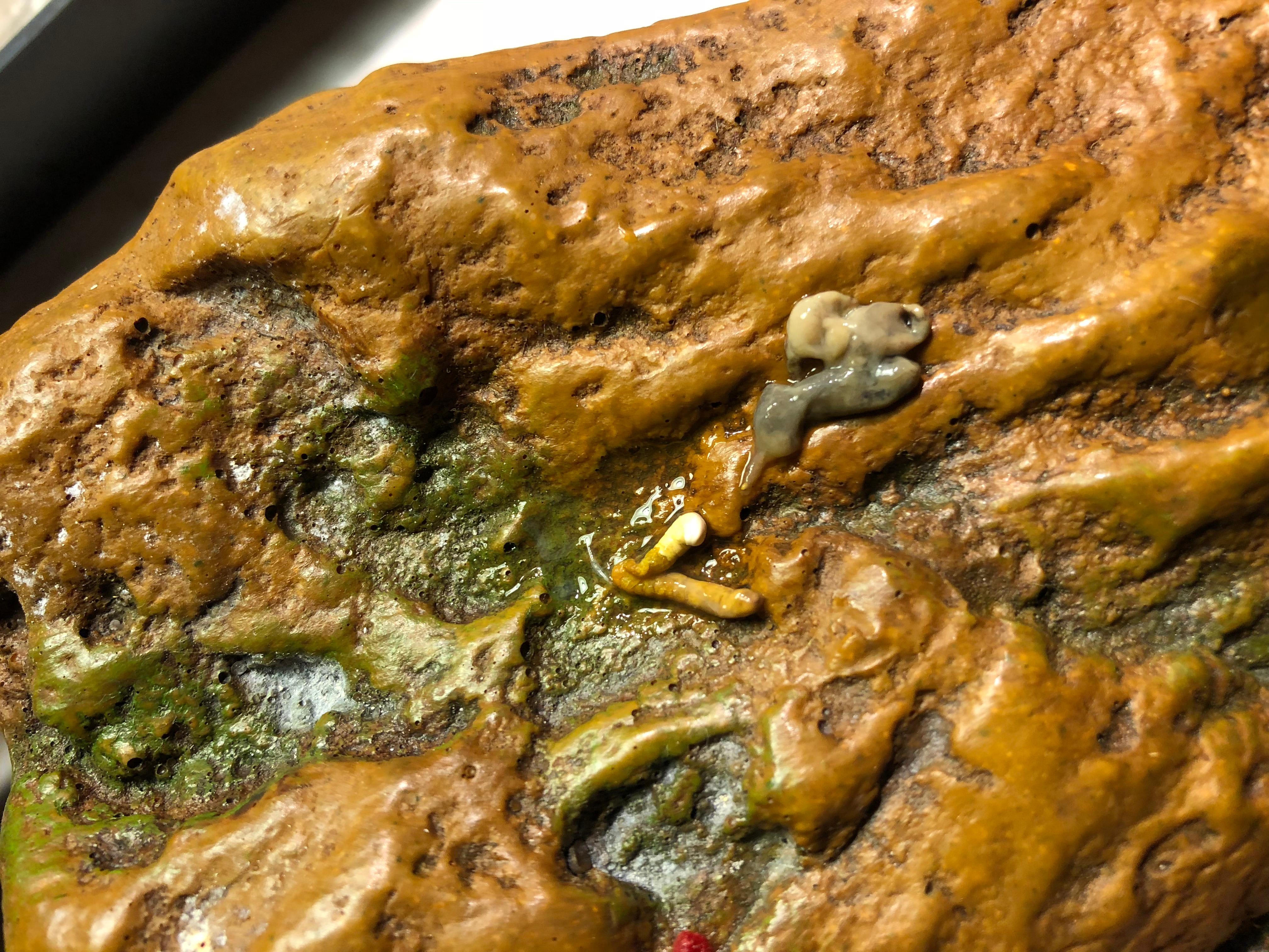 My bearded dragon won't eat, has strange poop. Is it a parasite? | Petco