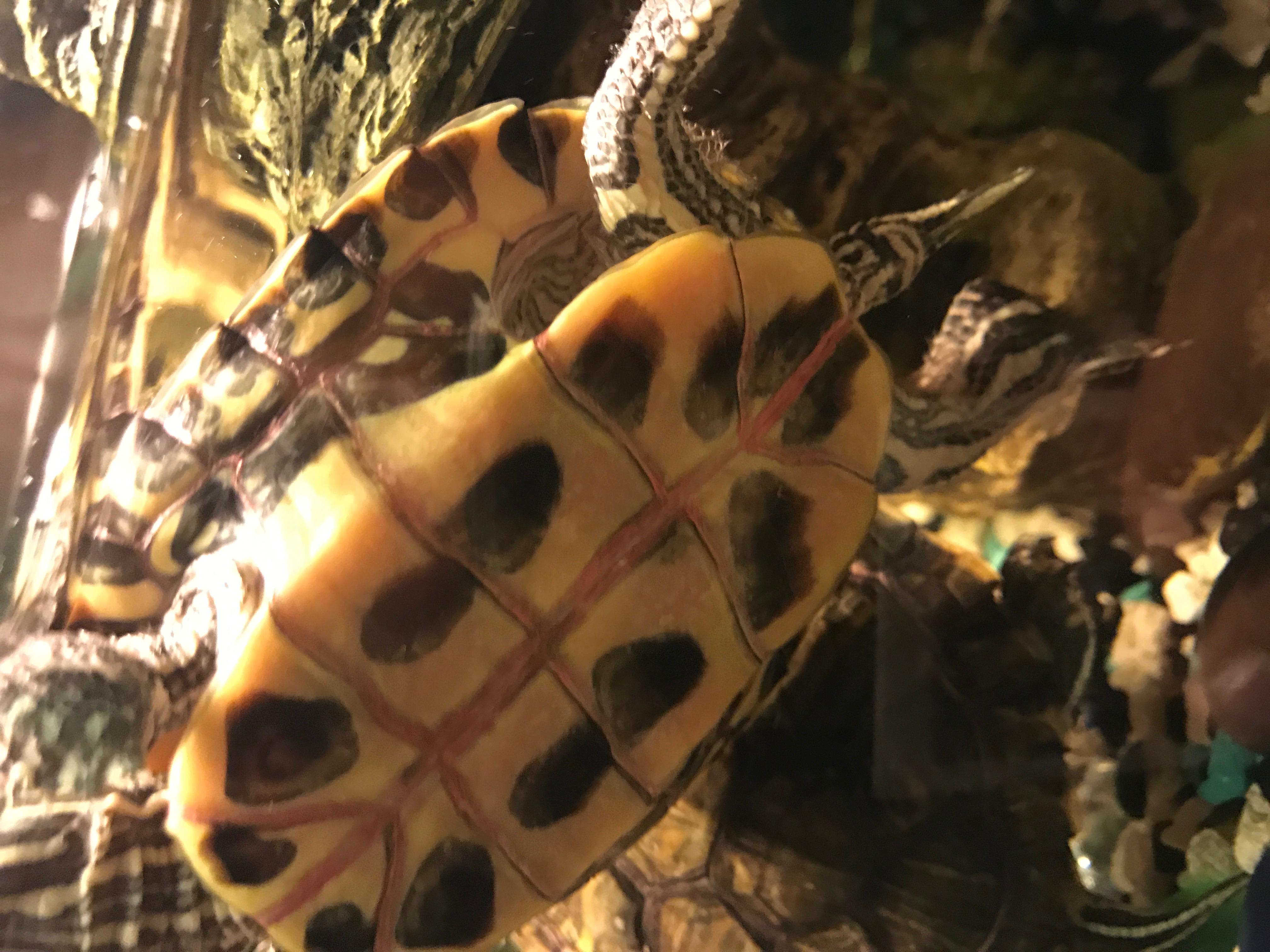Why is my red-eared slider's shell changing color or discolored? | Petco