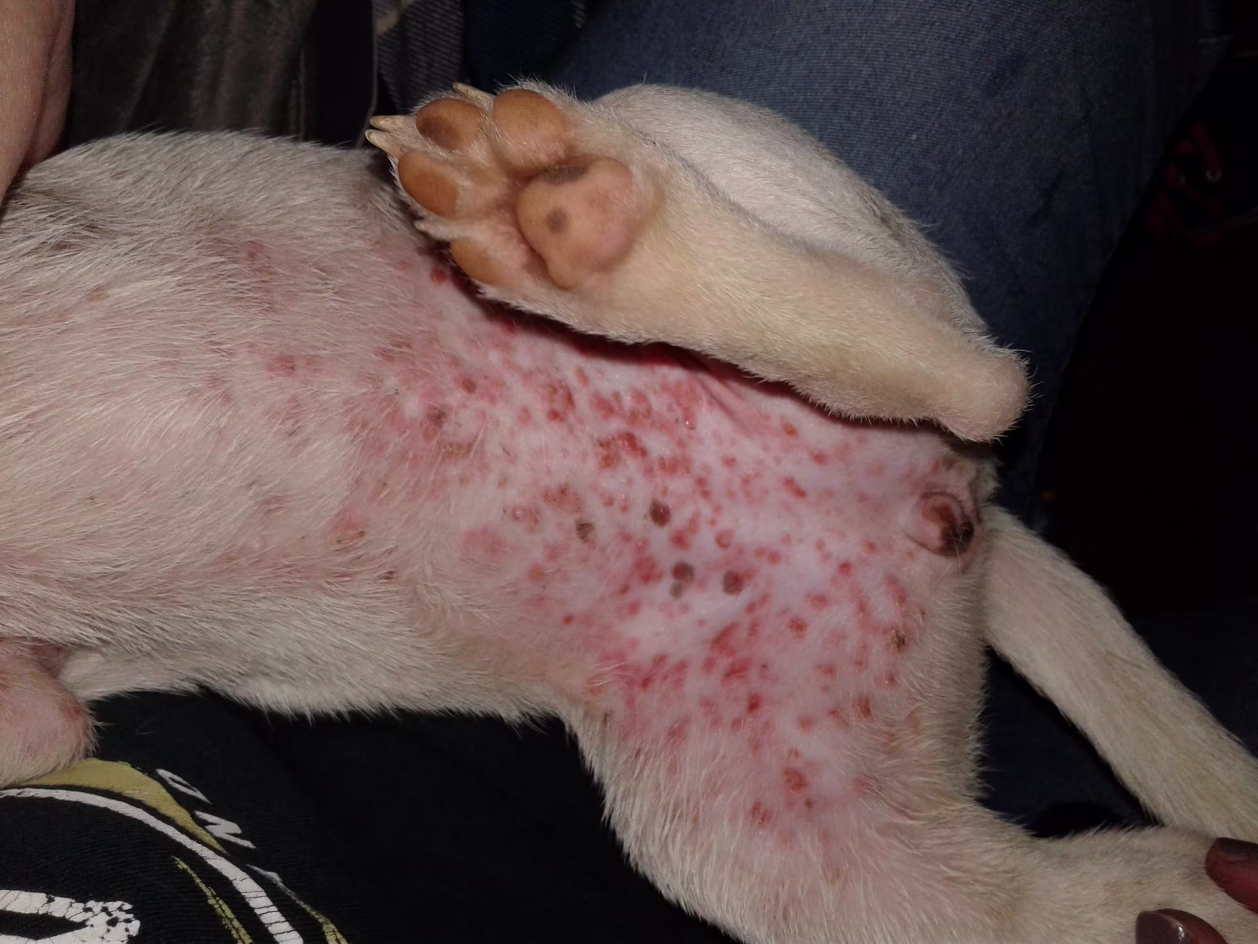 Why does my dog have a red bumpy rash with white on her belly? | Petco