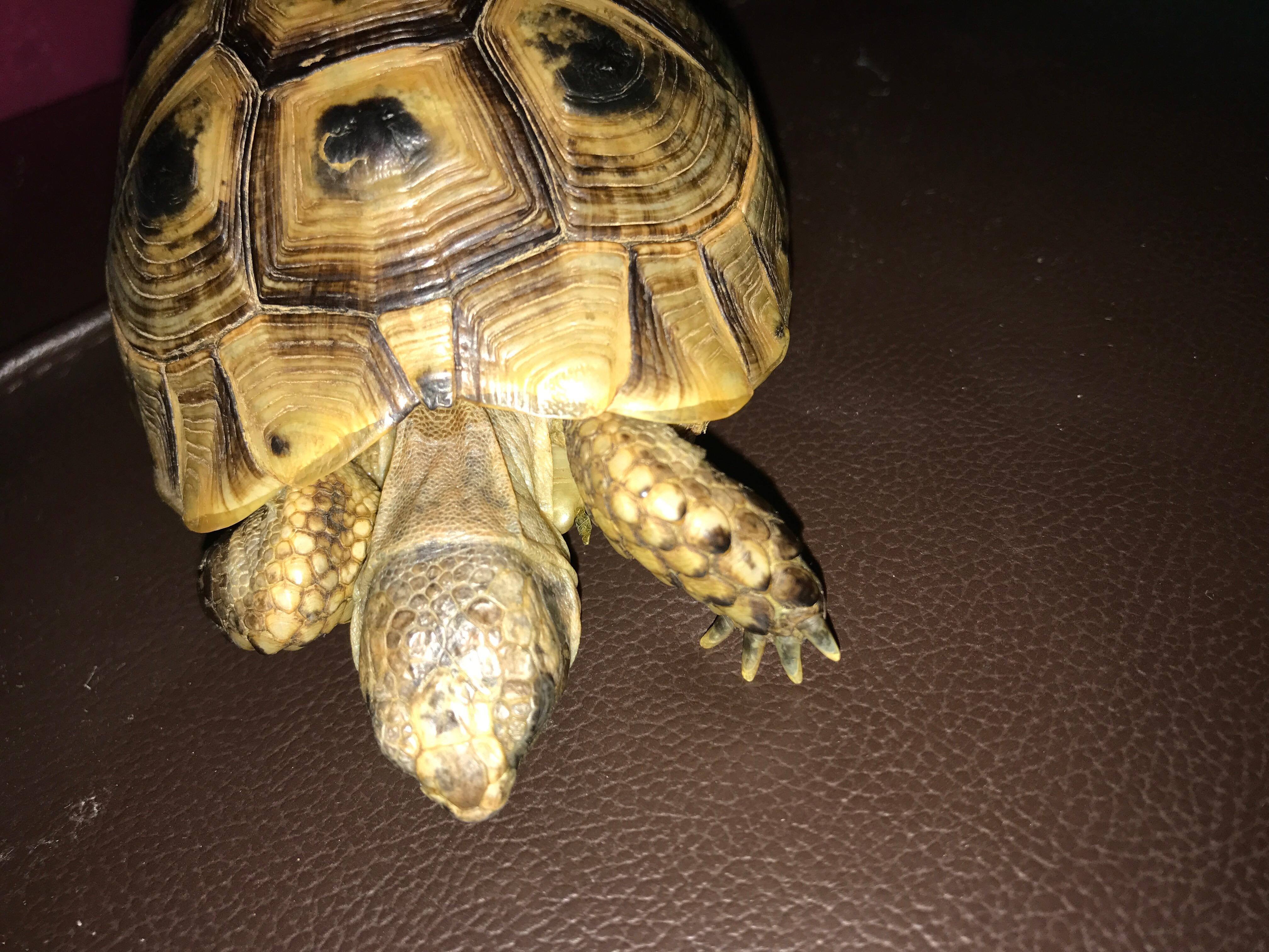 Is My Tortoise Sick? She's Making Noises, Bubbles, Yawning | Petco