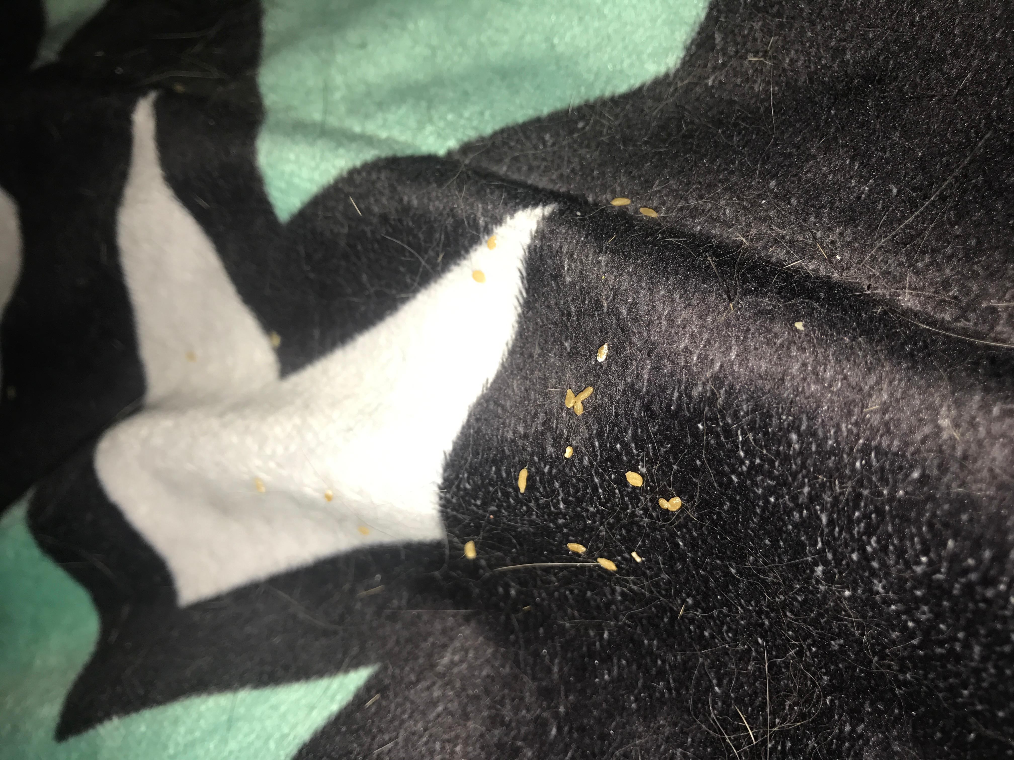 My Cat Has Sesame Seed-Like Things: Are They Worms or Fleas? | Petco