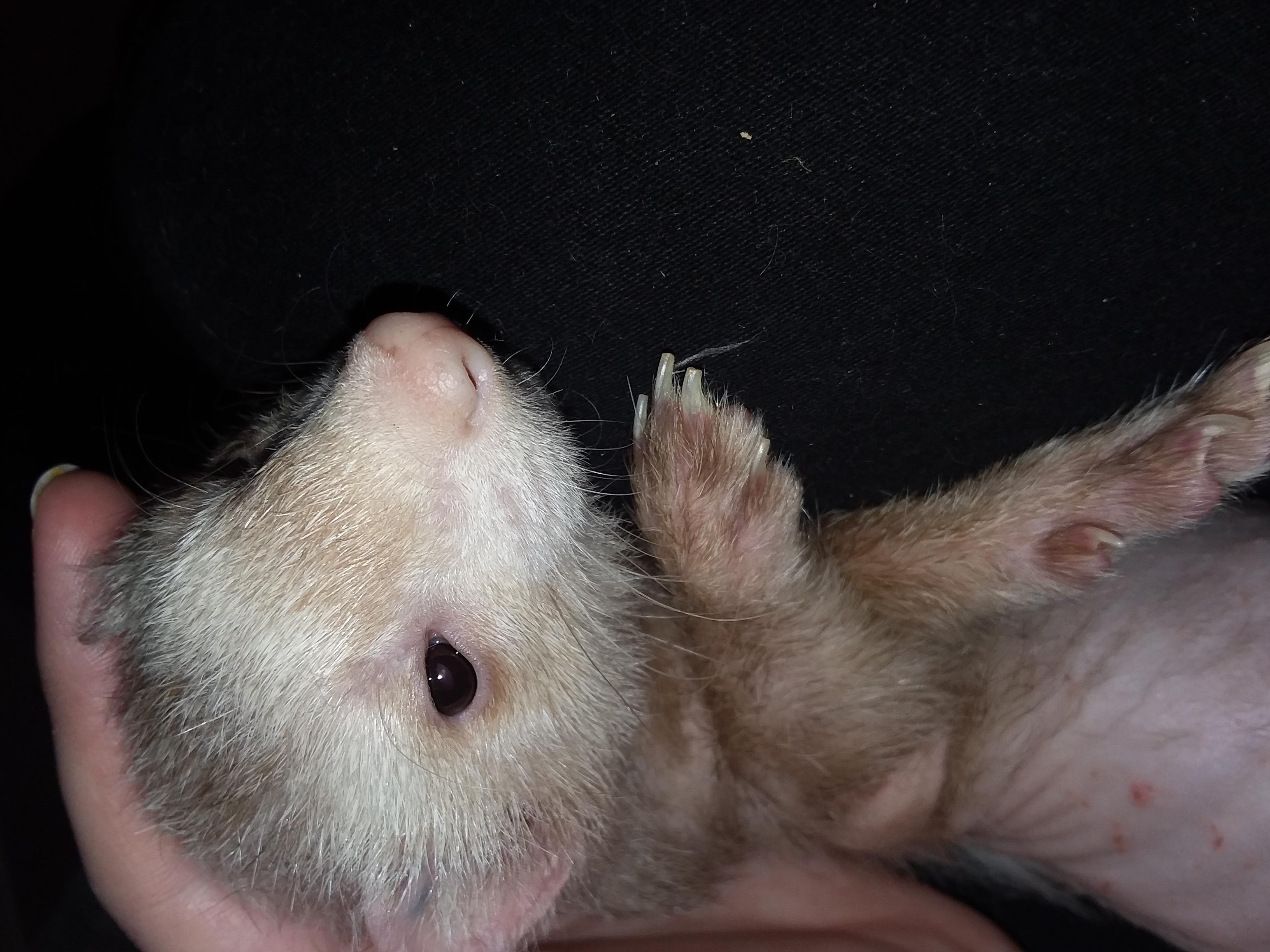 Ferret tilting head, falling, shaking after adrenal treatment? | Petco