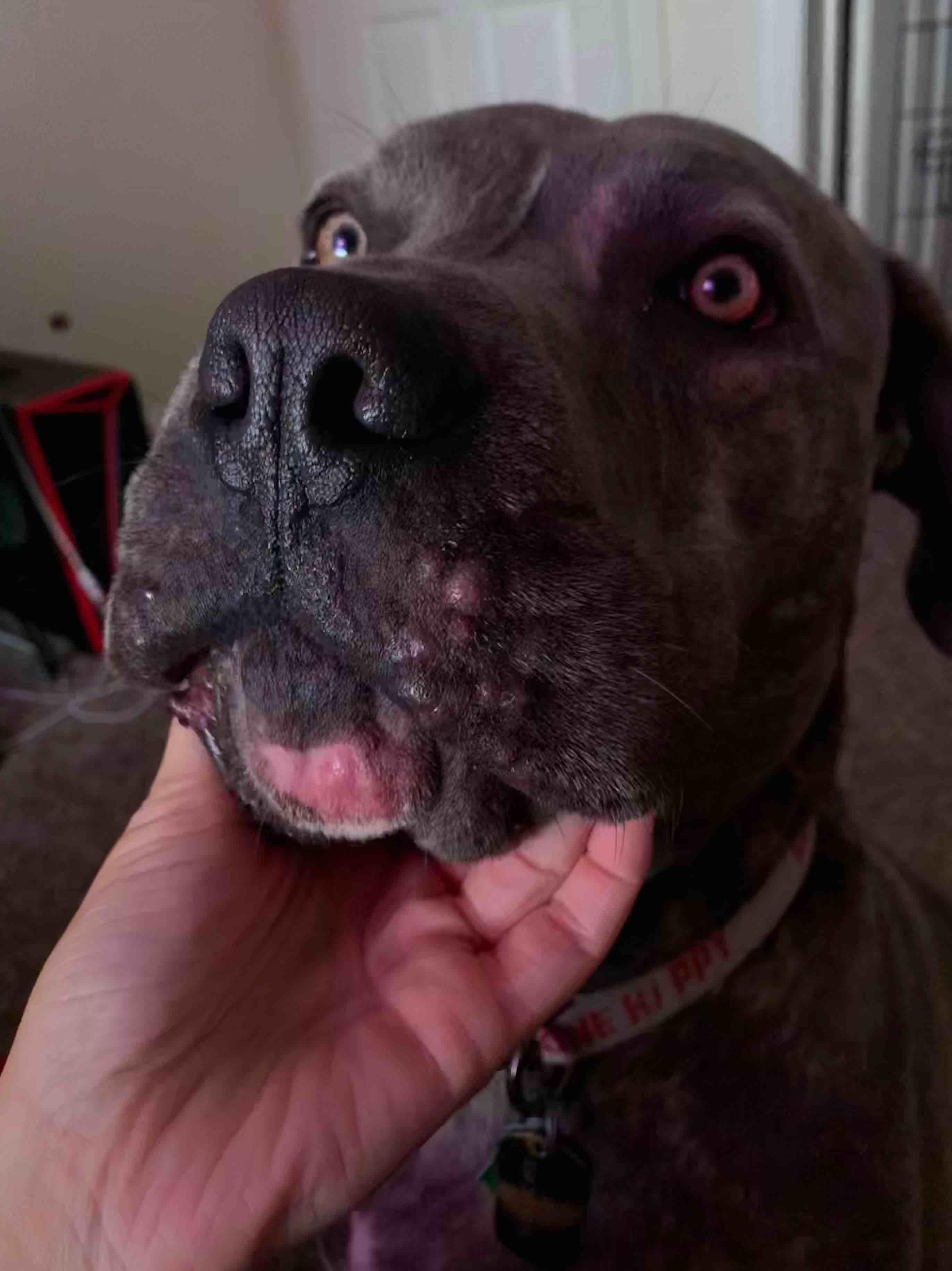 What causes my dog's swollen, pussing lip sores & blisters? | Petco