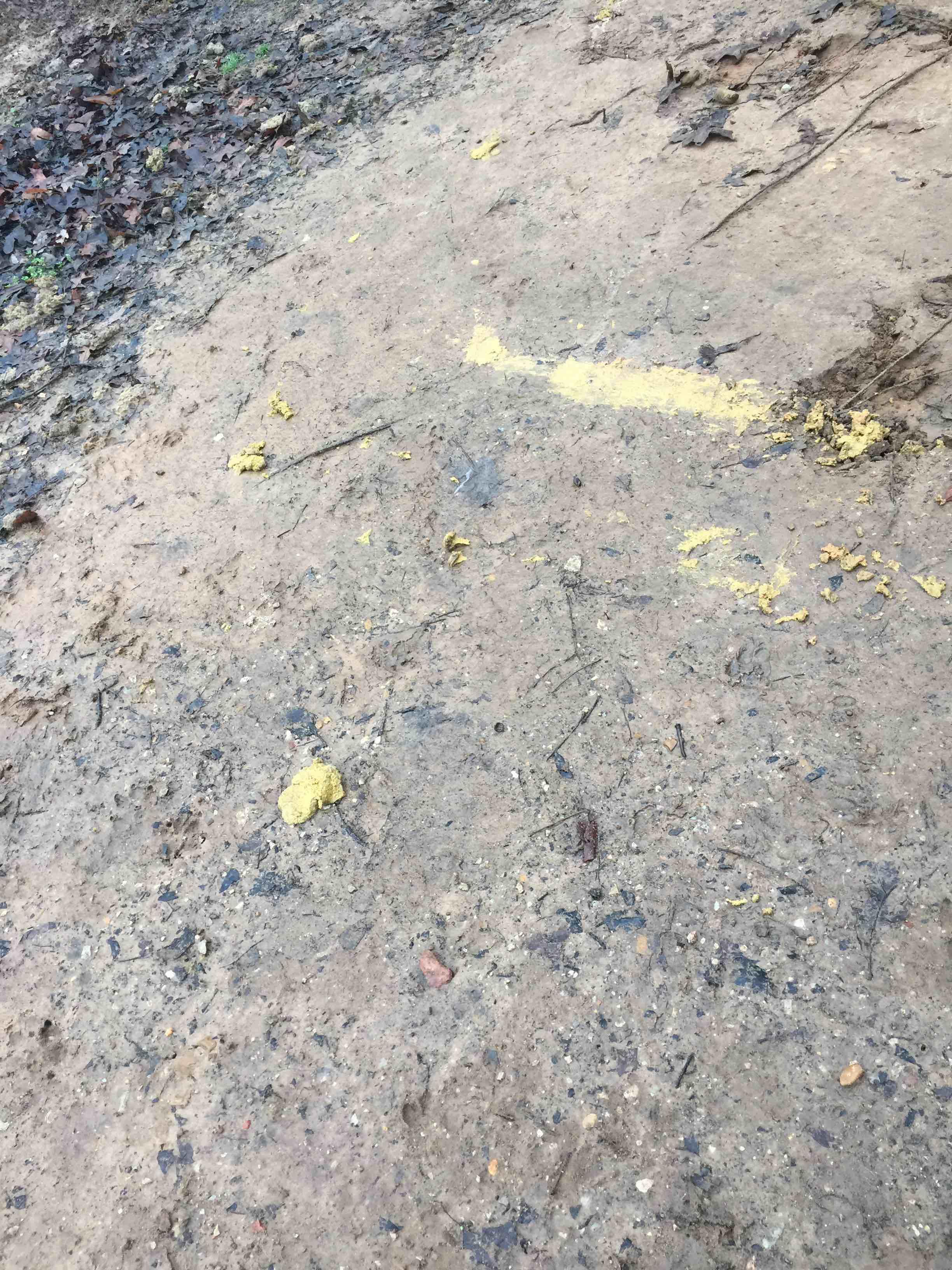 My Dog's Poop Discolored & Soft? Is it Worms or Dog Food? | Petco