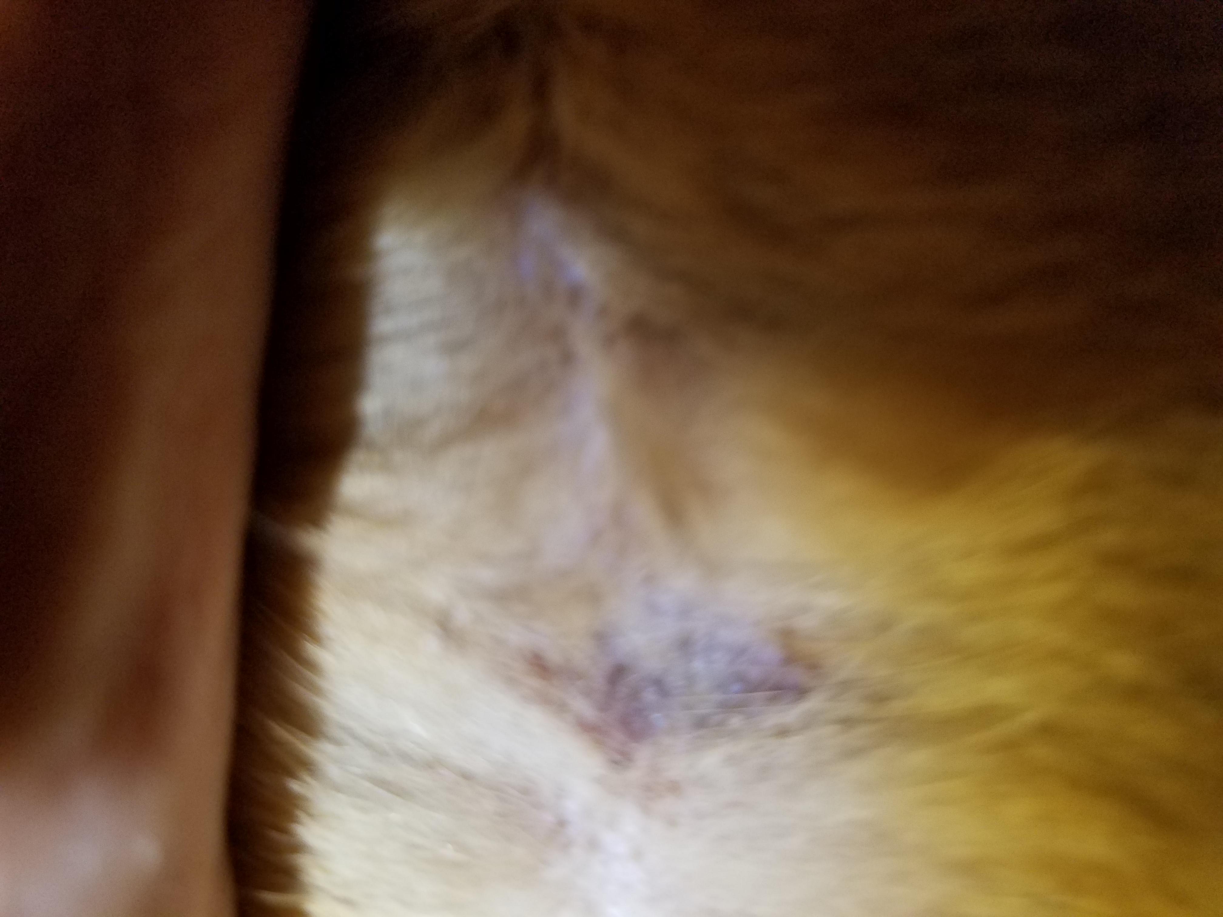My Dog Has Black Spots on Her Back That Are Red When Scraped | Petco