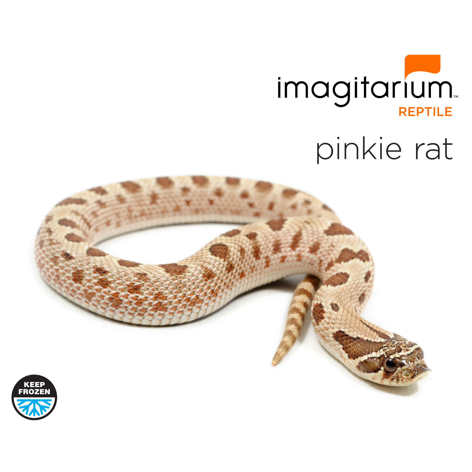 Frozen Pinkie Rat, Count of 10 | Petco