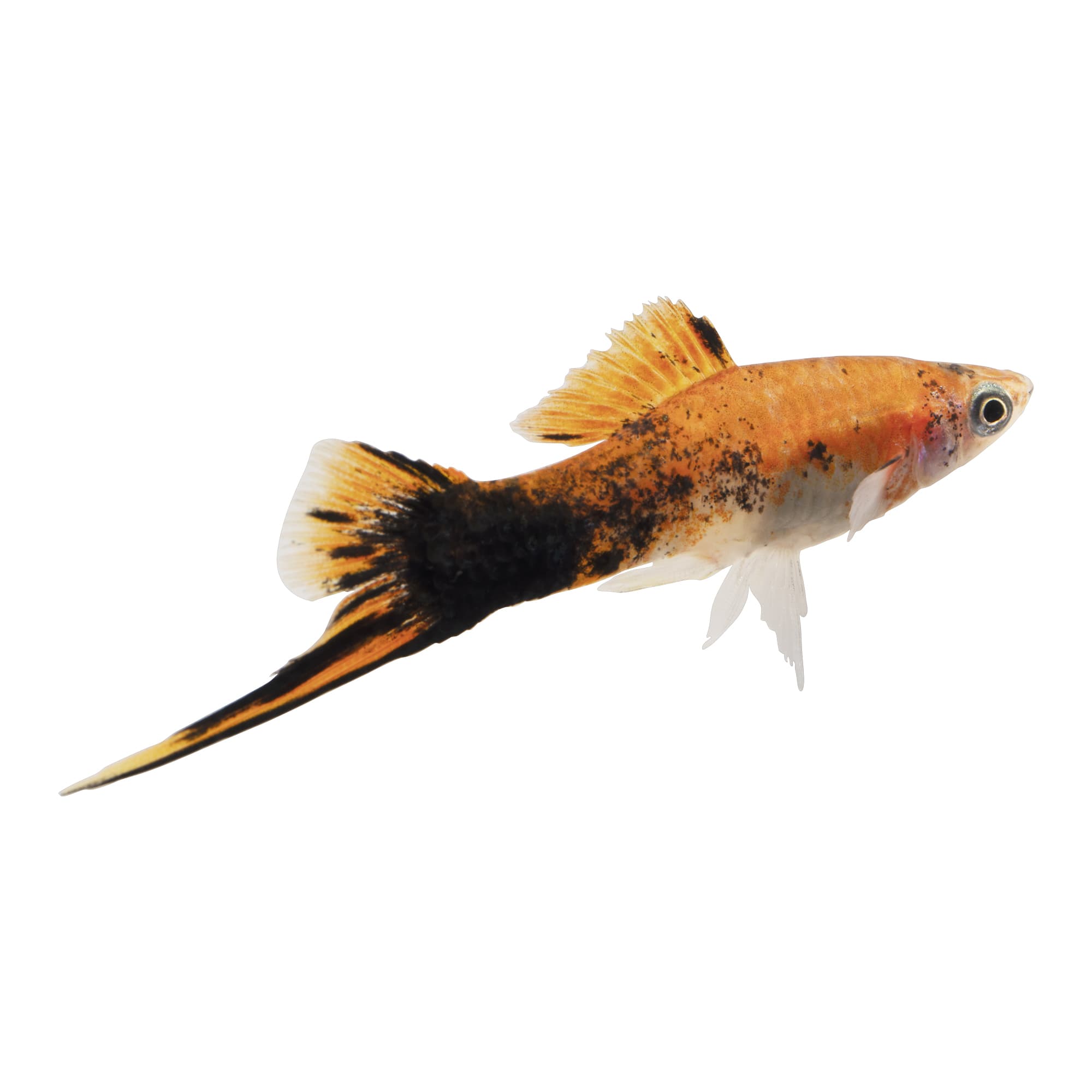 Swordtail Colors | ppgbbe.intranet.biologia.ufrj.br