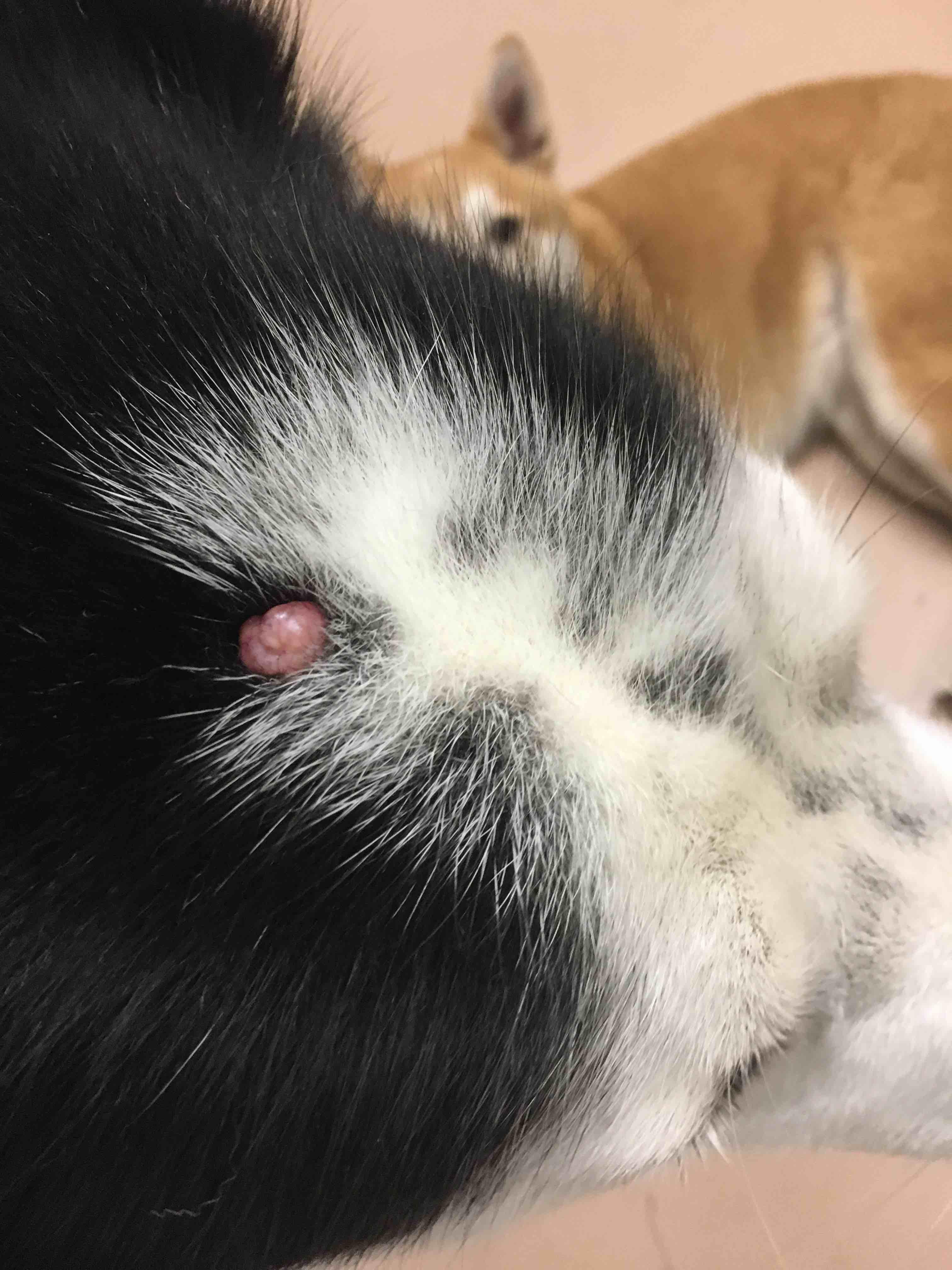 My Dog Has a Pink Bump on Her Head: Is it Serious? See a Vet? | Petco