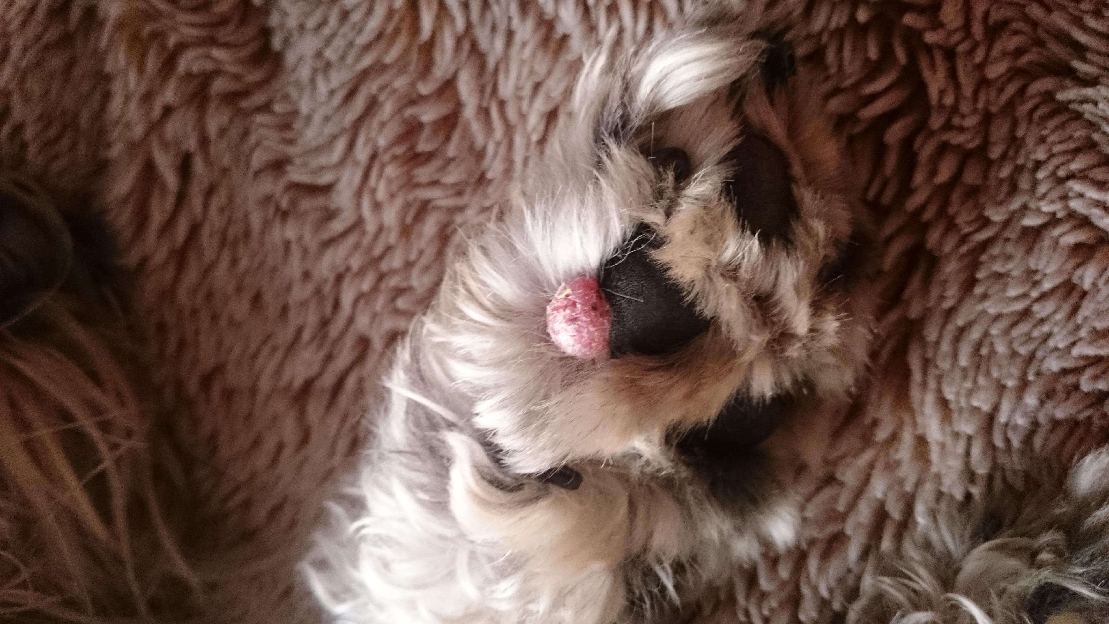 My Schnauzer Has a Lump: What Is It & Is It Serious? | Petco