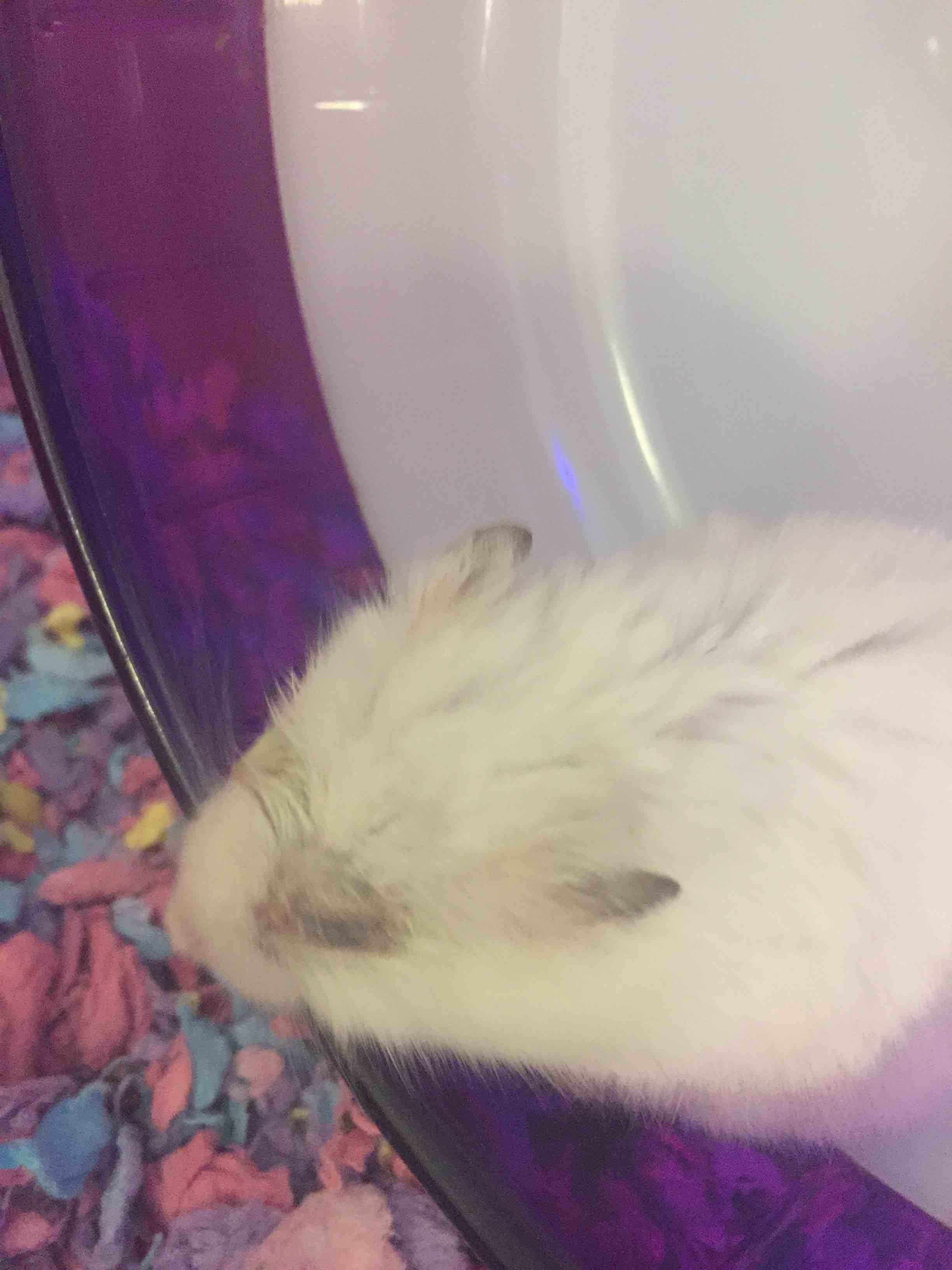 My dwarf hamster has a shut eye and is limping. What to do? | Petco
