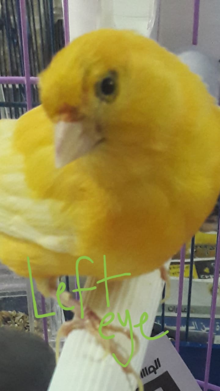 Canary's messy eye feathers: Is it an infection like his partner's? | Petco