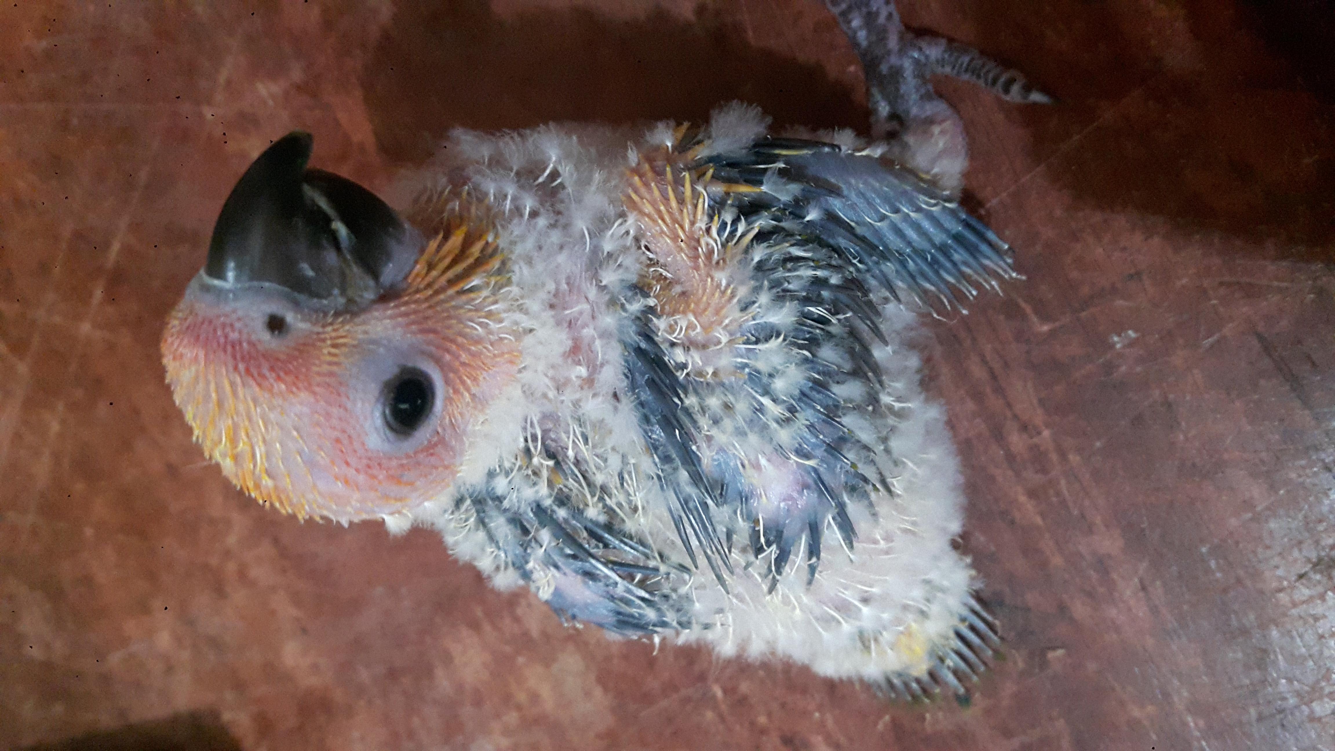 My 3-Week-Old Sun Conure Has Watery Eyes & Tears. What To Do? | Petco