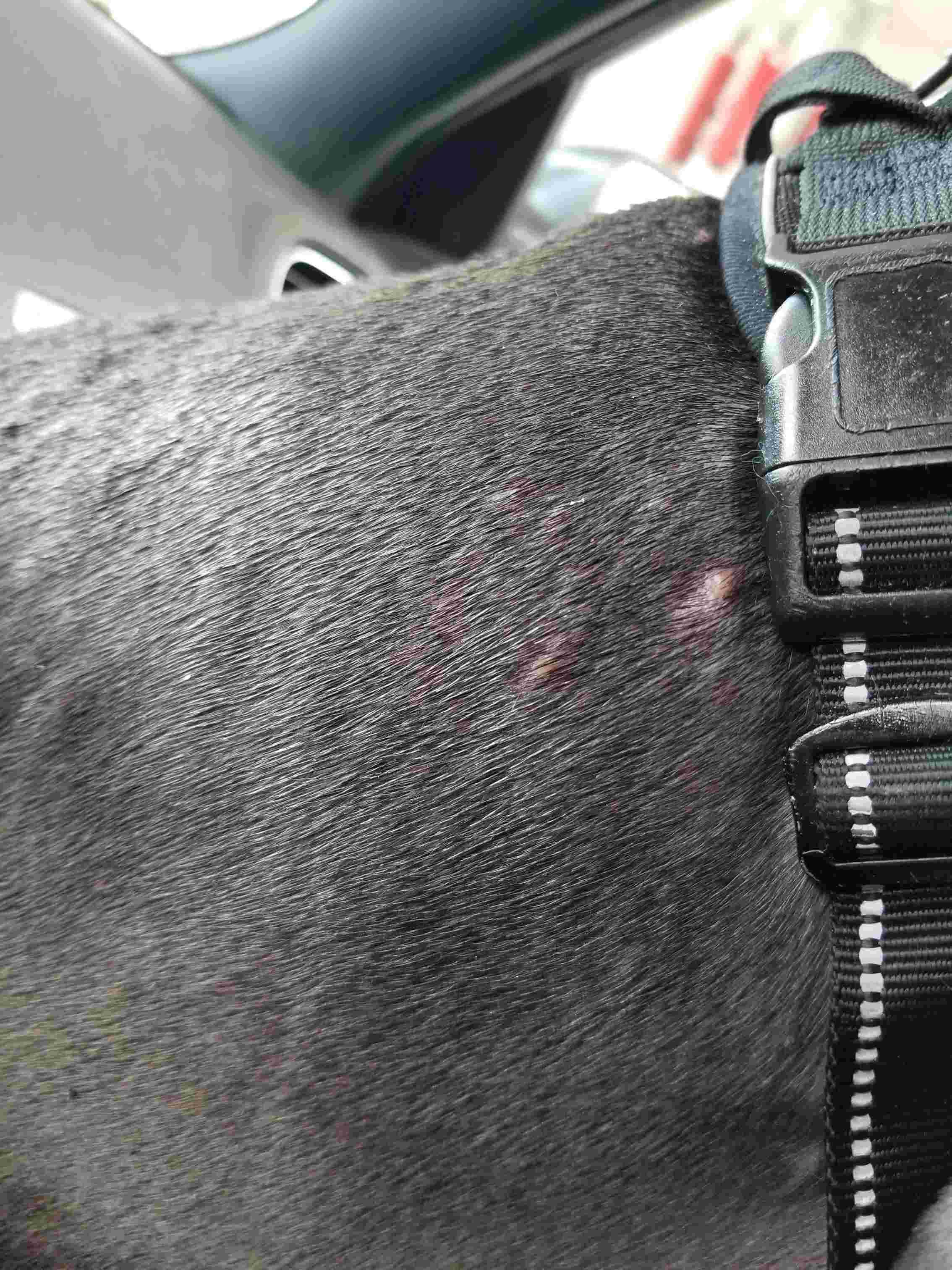 My Puppy Has Bumps & Losing Fur? Could It Be Fleas? Get Answers | Petco