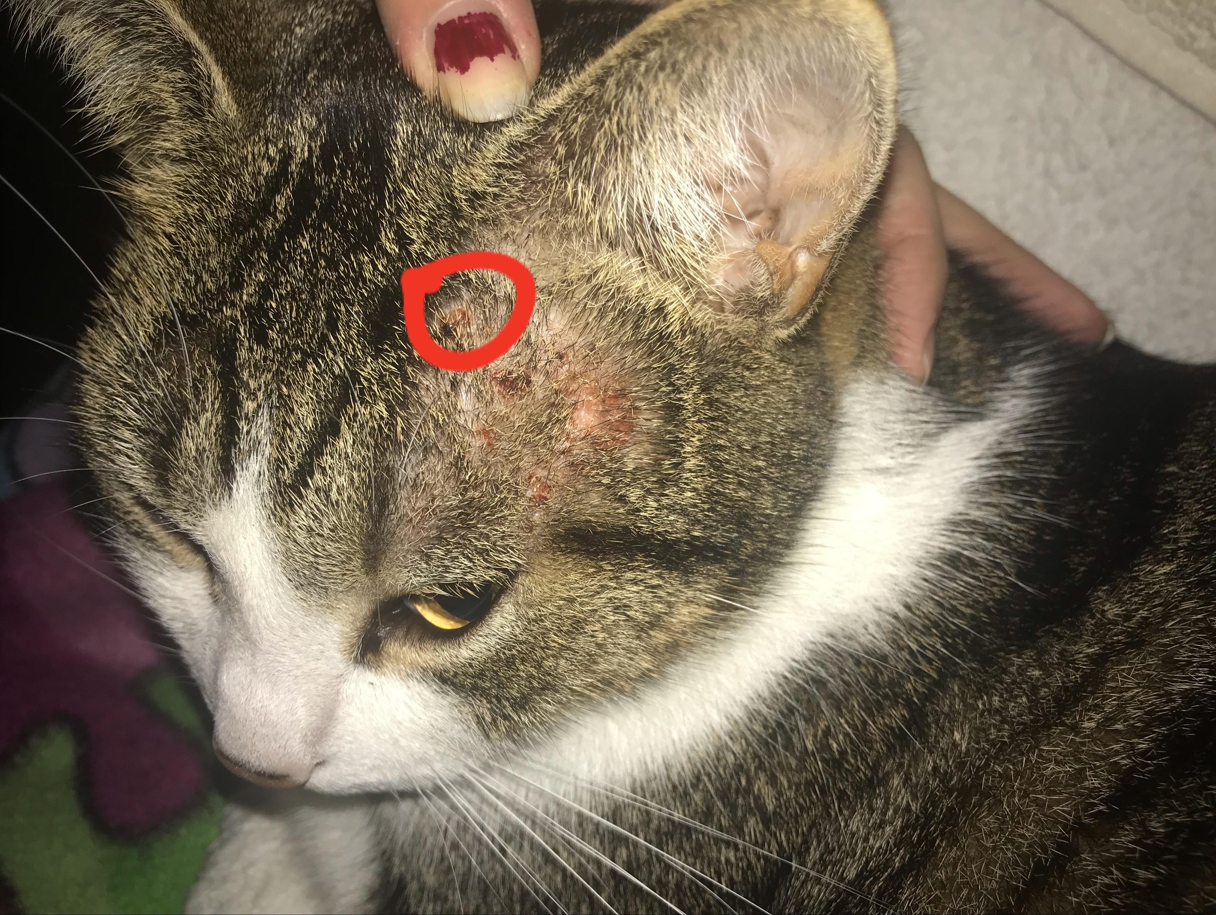 Why Does Your Indoor-Outdoor Cat Have Scabs & Cuts on Its Head? | Petco