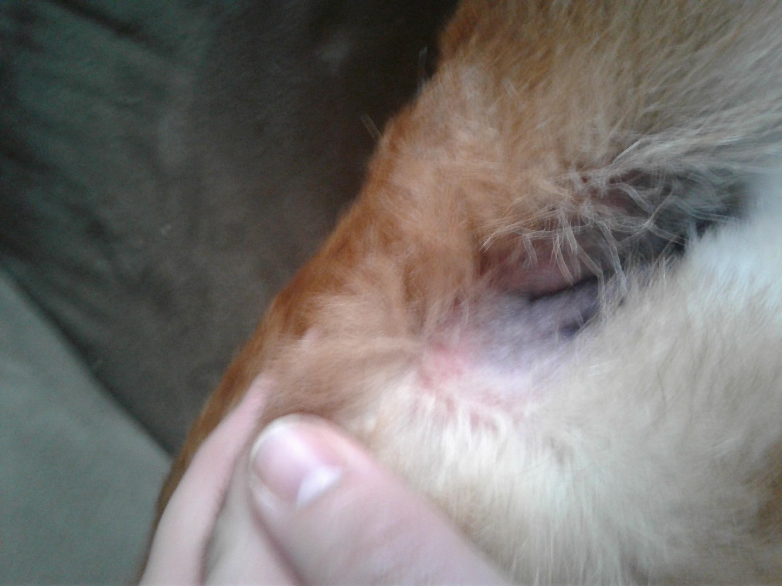 My dog has a rash, fur loss, and is licking his anal area. Why? | Petco