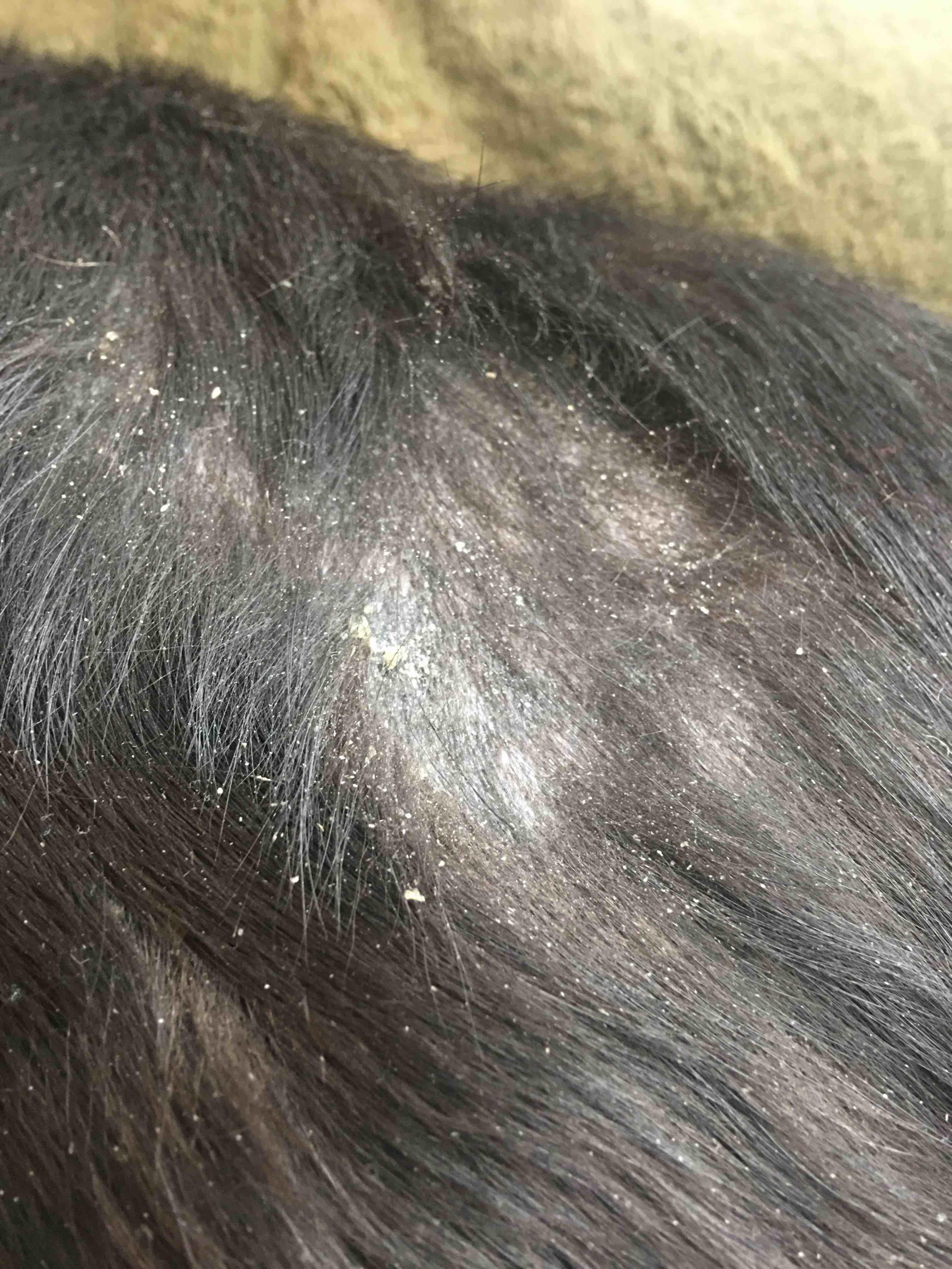 Why is my senior dog's skin scaly, itchy, smelly, losing hair? | Petco