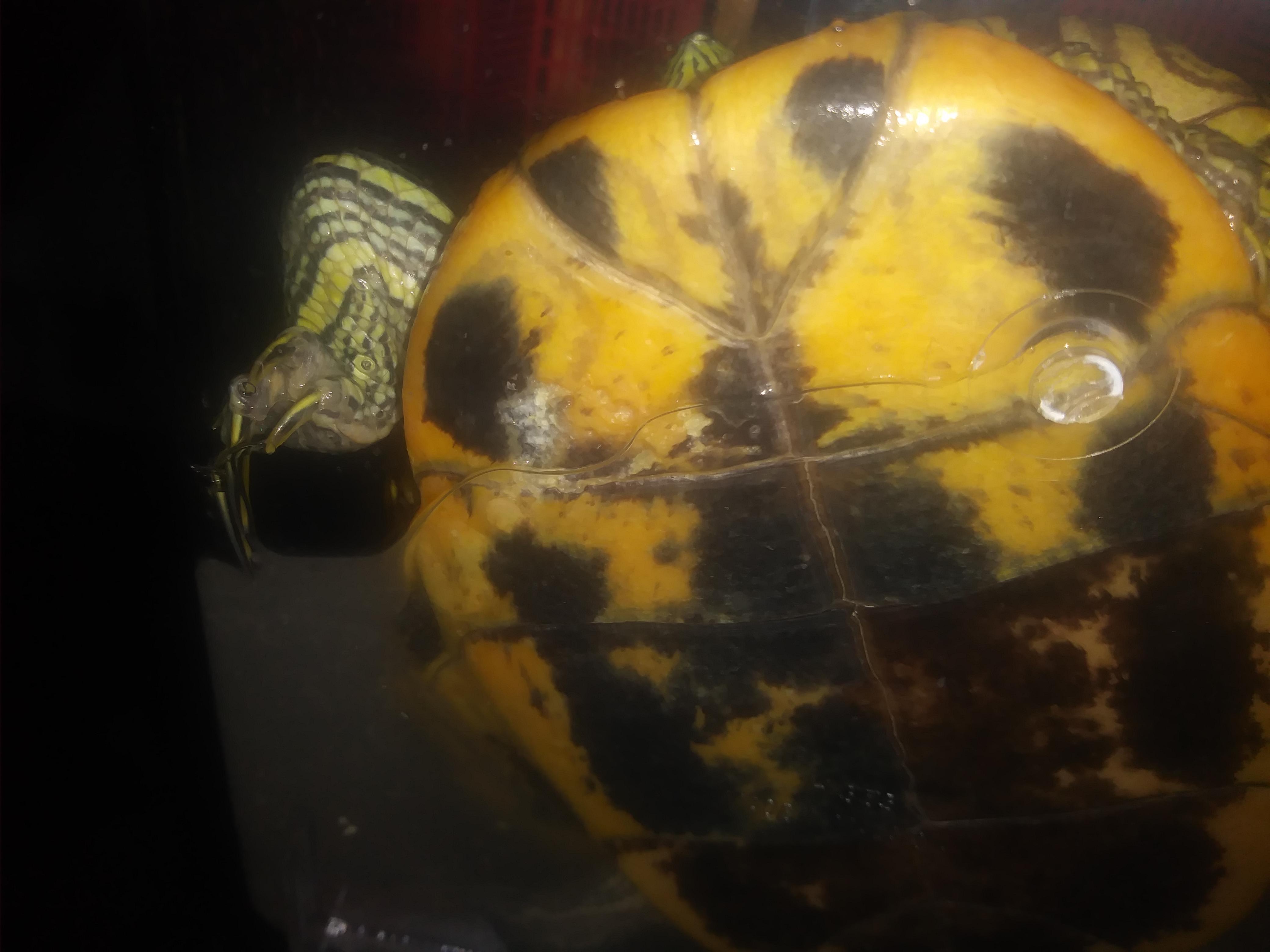 Red Ear Slider Shell Rot on Plastron? Learn How to Treat It | Petco