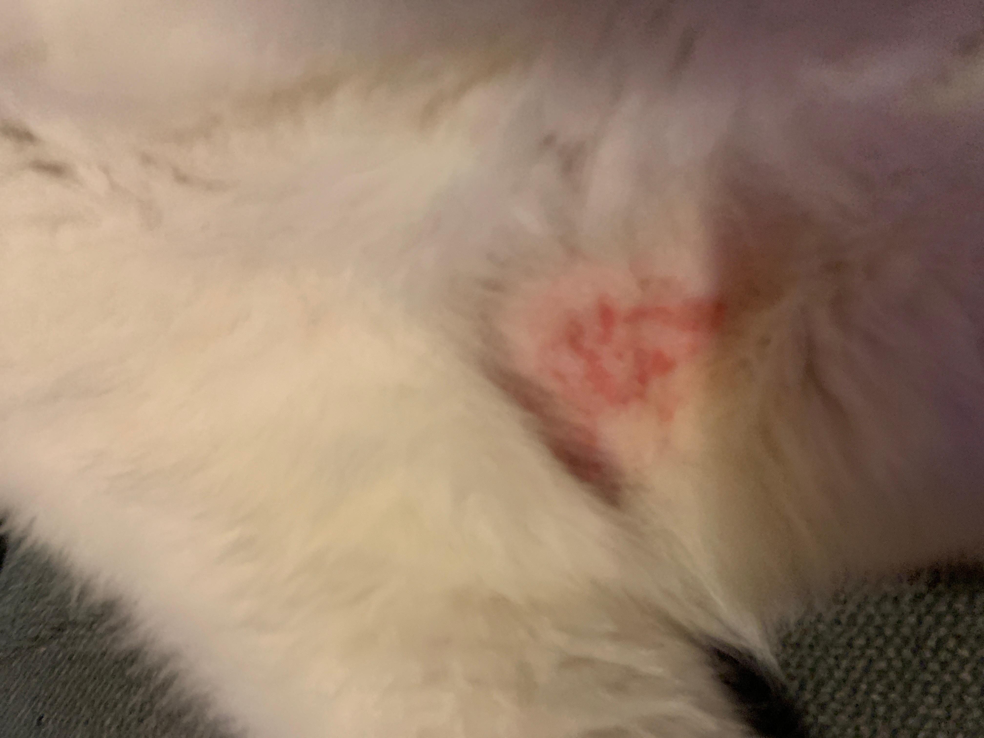 Why is my cat licking her belly bald with red spots? | Petco