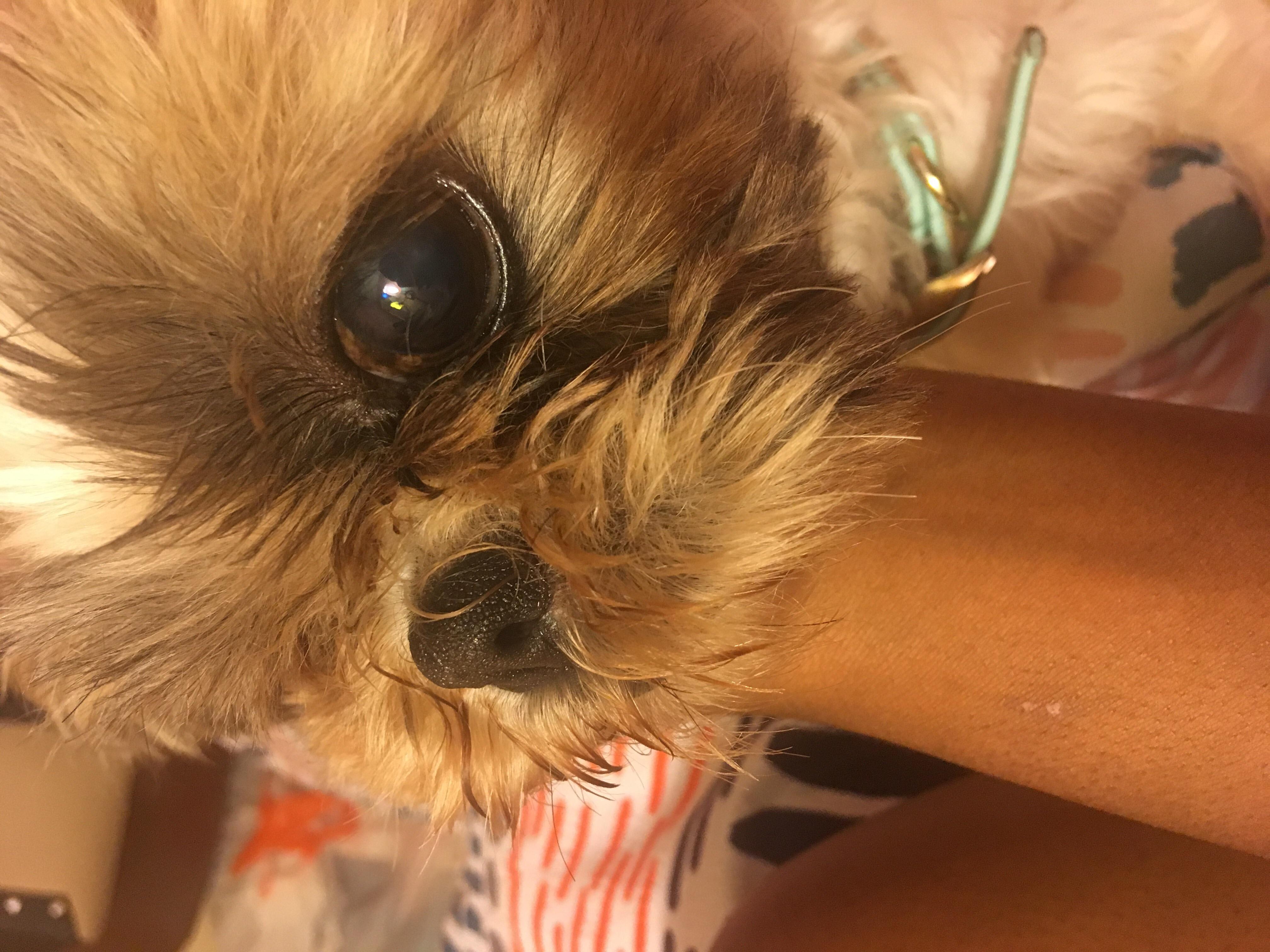 Hello! I am reaching out to ask a few questions about my Shih Tzu ...