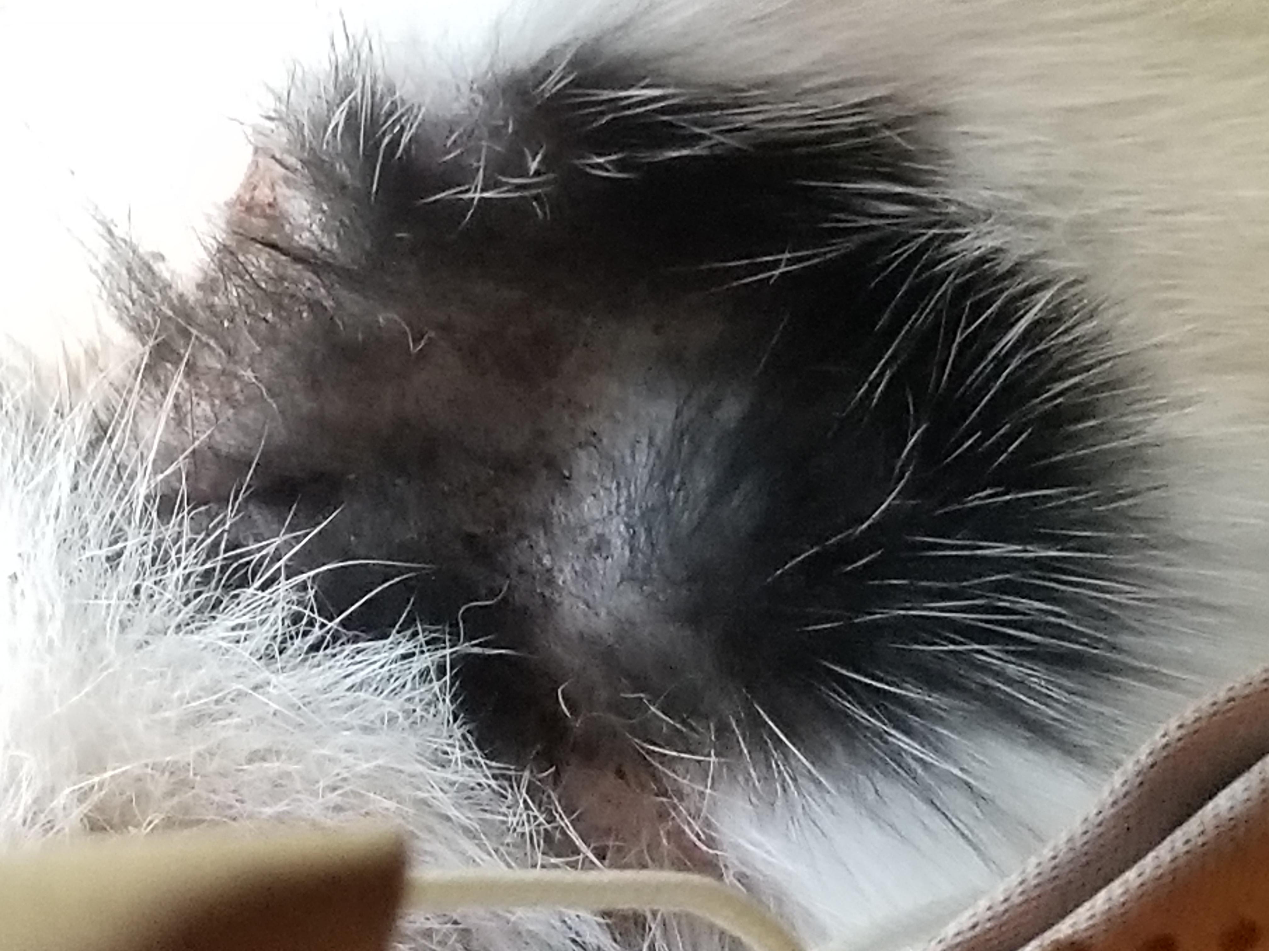 My cat has scabs, is losing fur, and won't eat. What should I do? | Petco