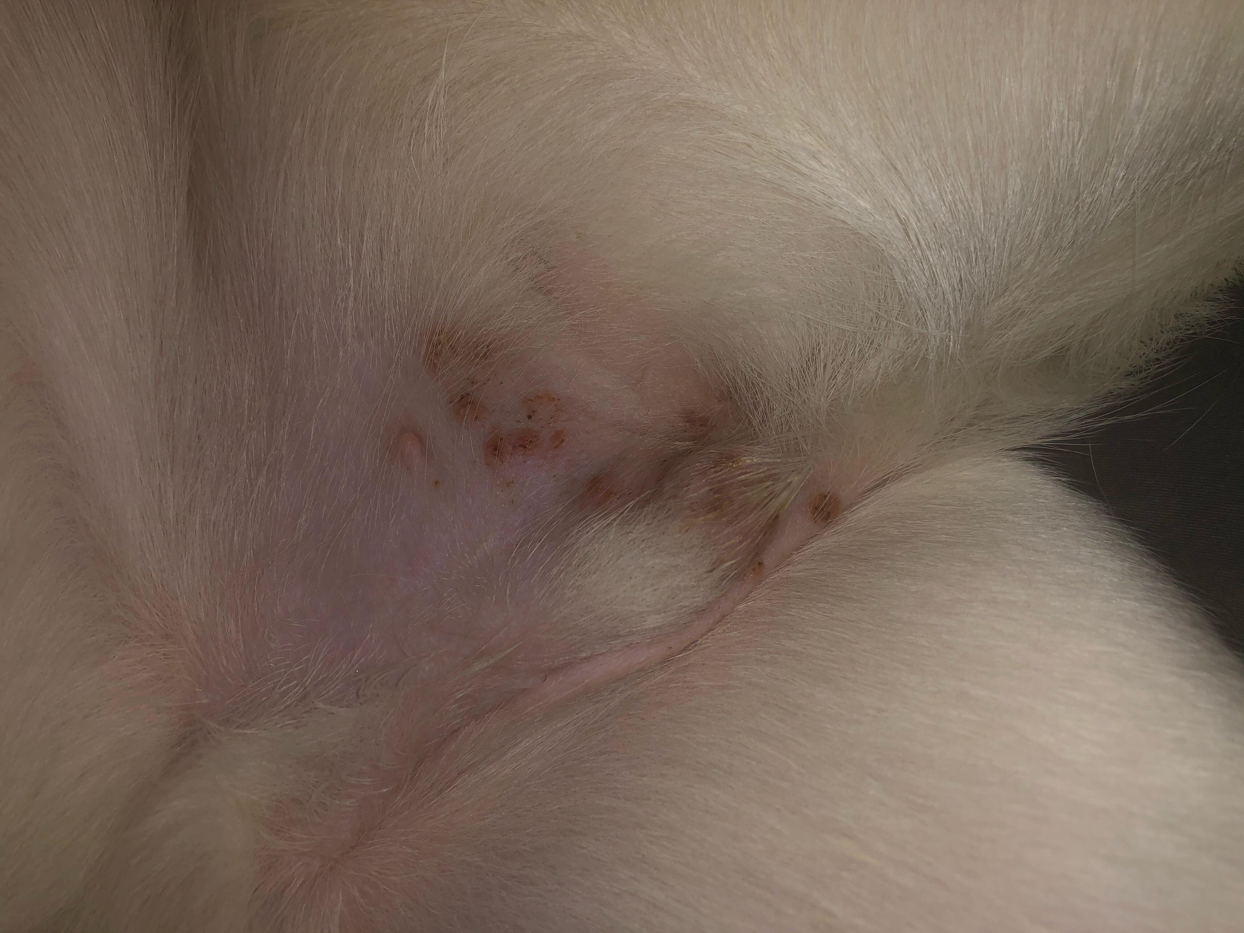 My neutered puppy has red spots on his testicles. Is it serious? | Petco