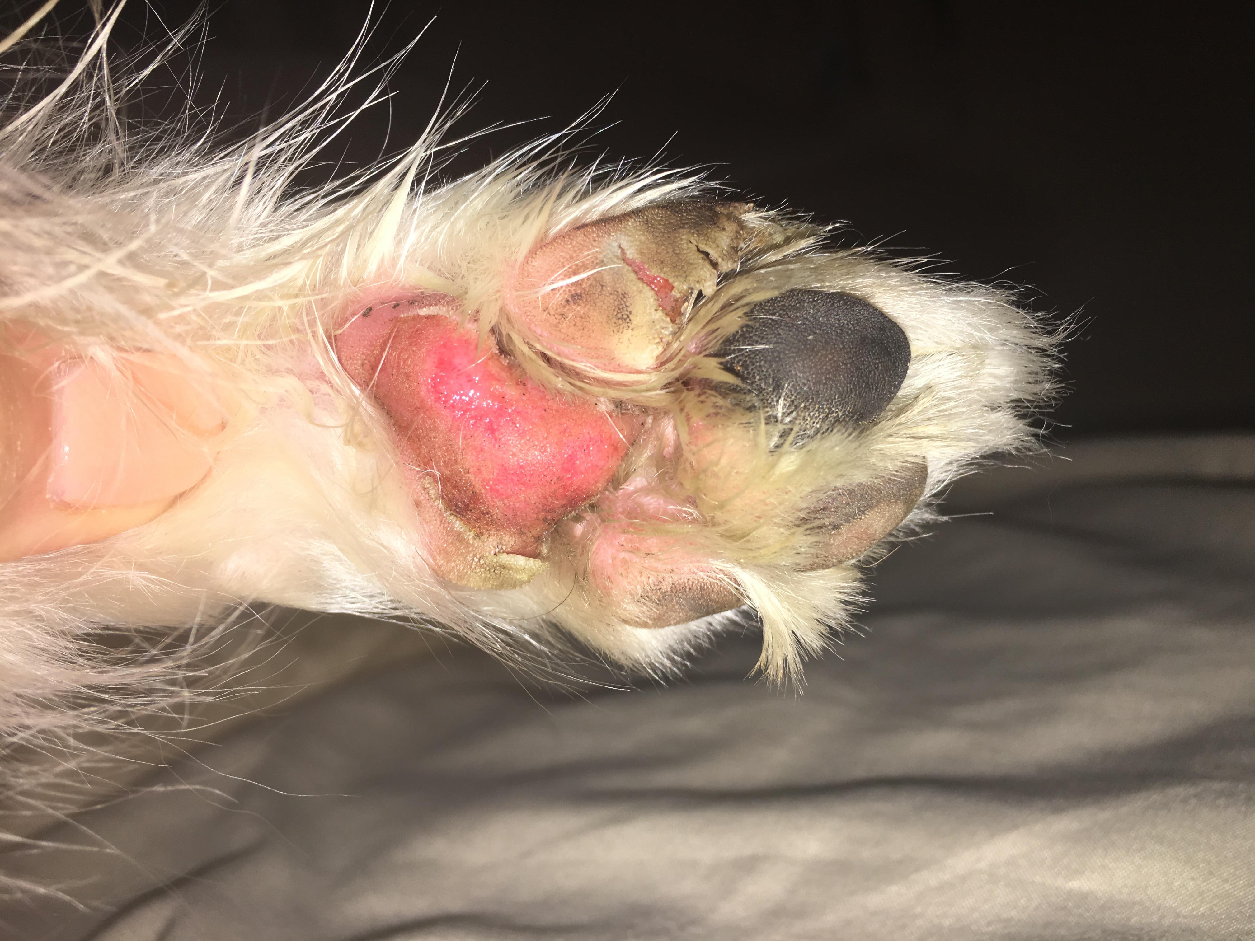 My Dog Has Bleeding Paw Sores & Won't Walk? What to Do | Petco
