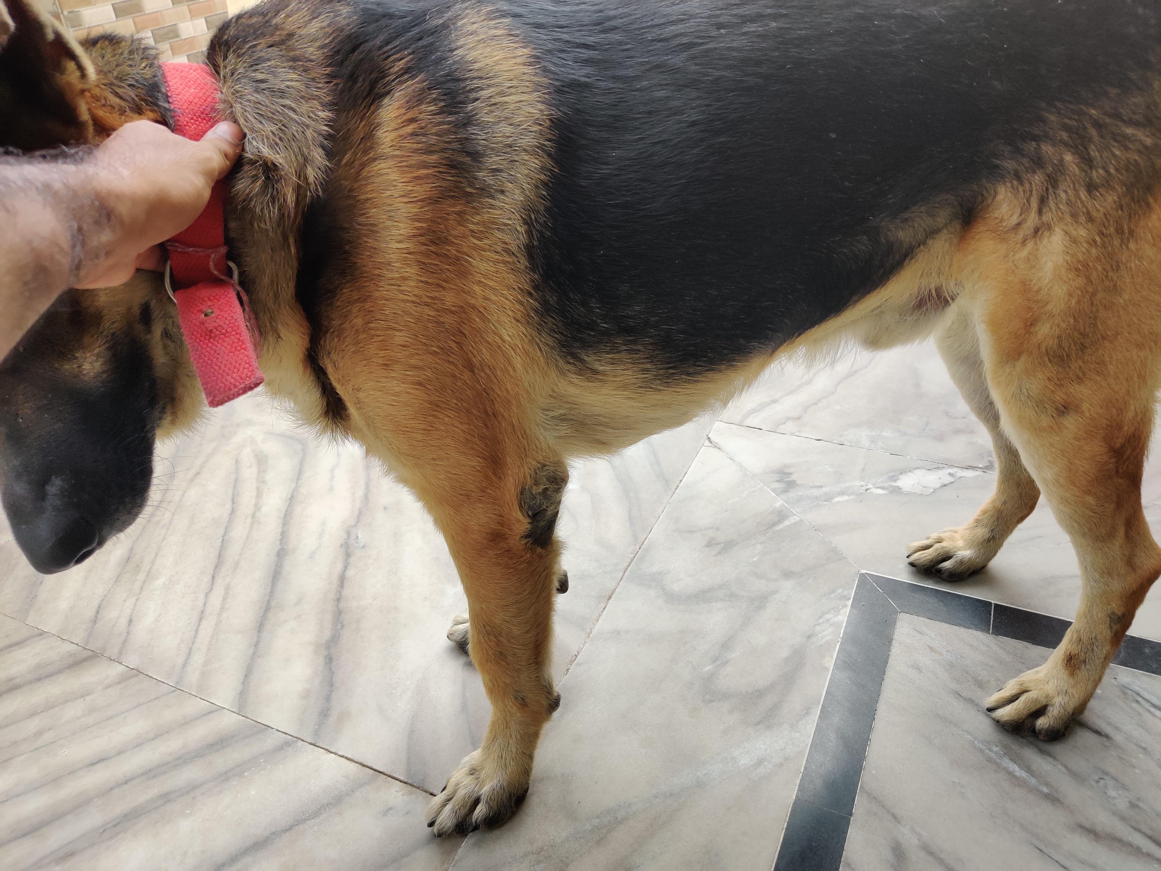 Why is my German Shepherd itching and has dandruff, but no fleas? | Petco