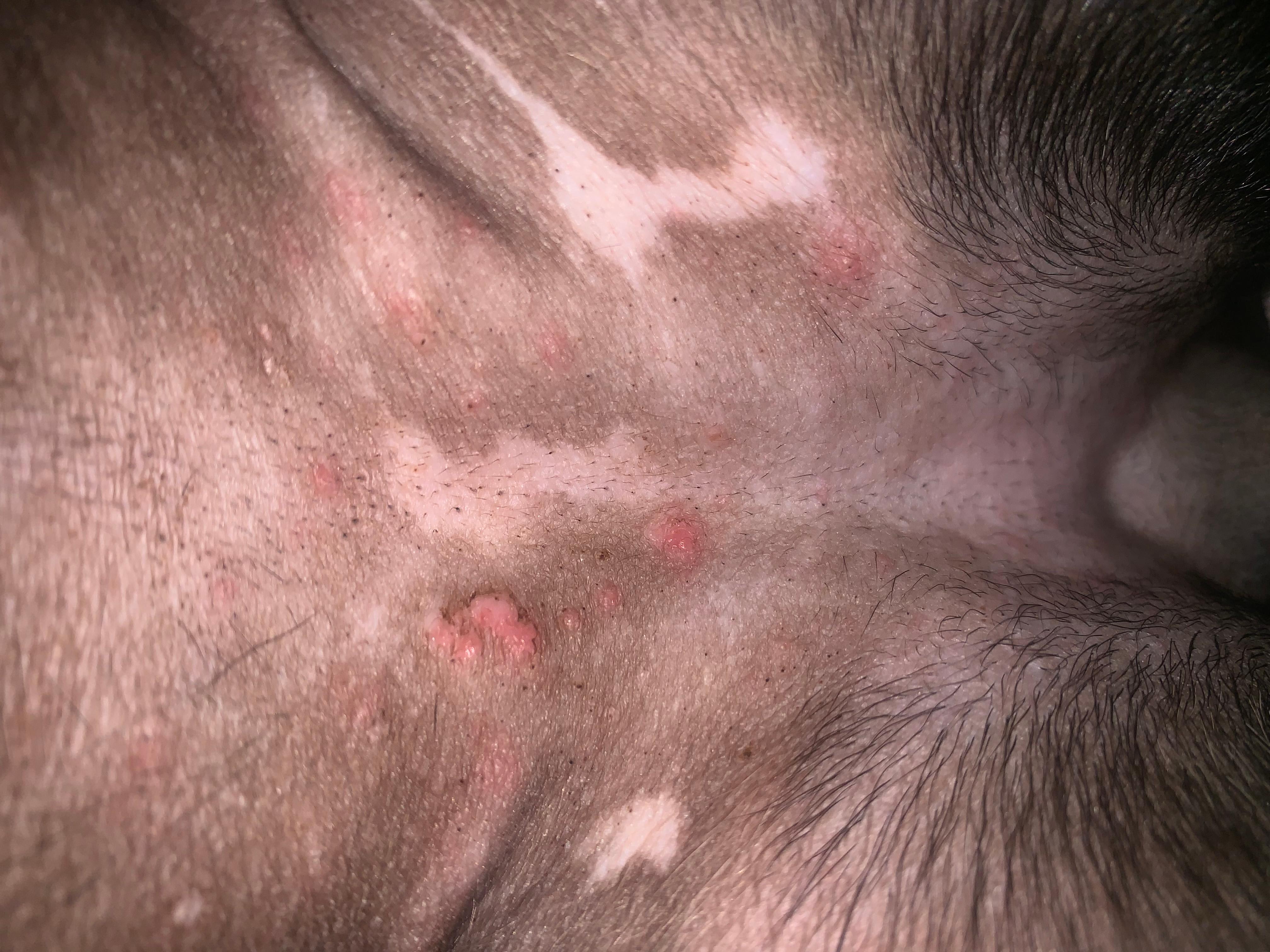 My Dog Has Growing Bumps on Groin. When Should You See a Vet? | Petco