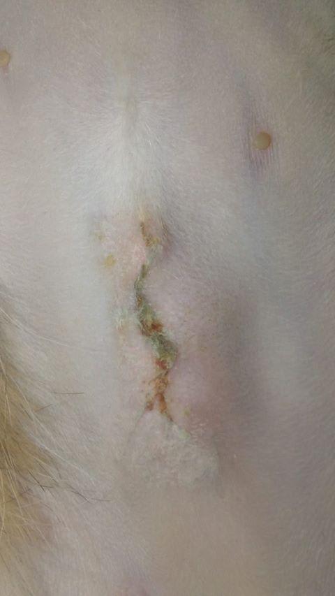 Is my cat's spay incision healing normally after a pulled stitch? | Petco