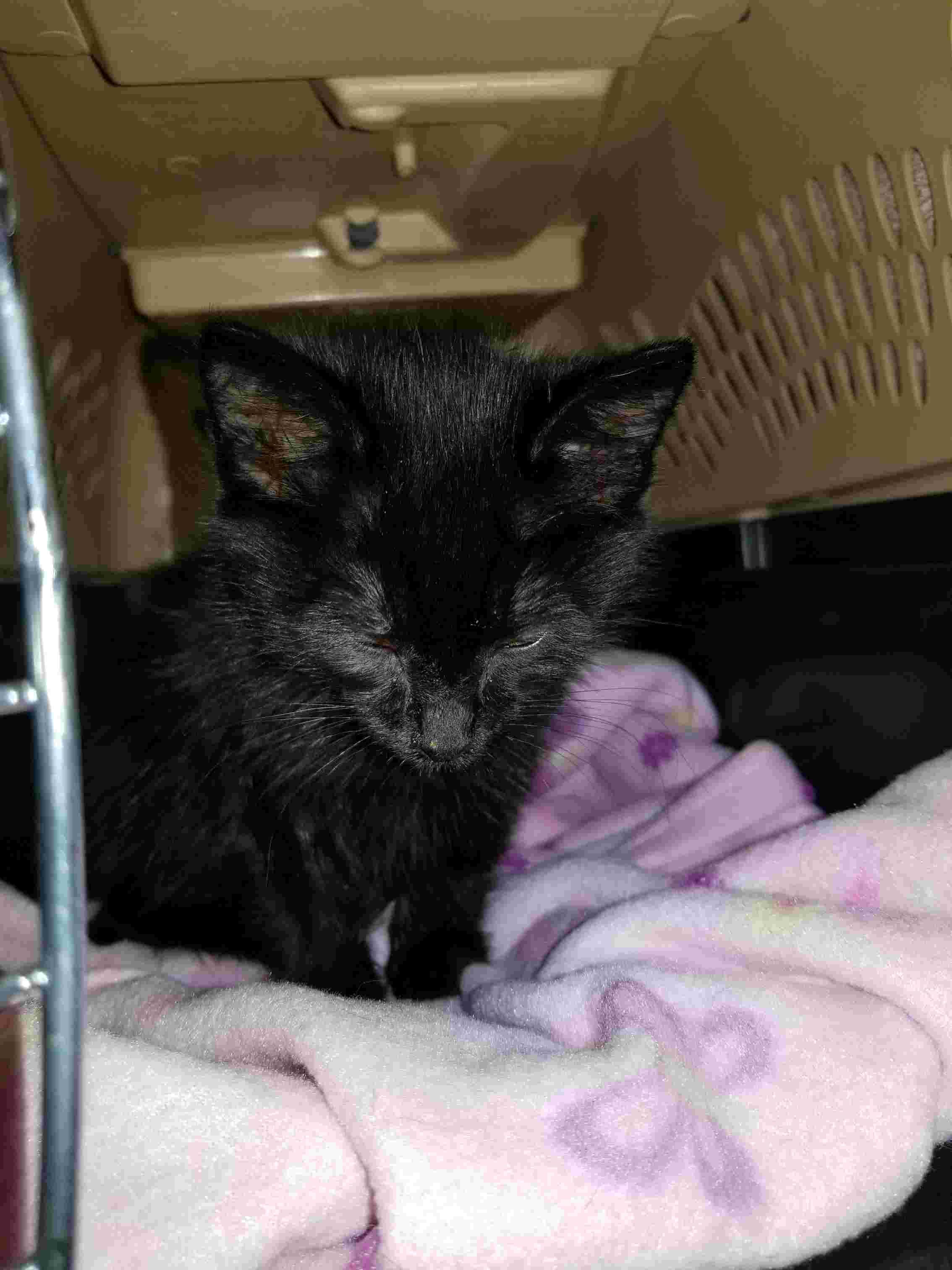 Why is my kitten wobbly, dizzy, tongue out after being stepped on? | Petco