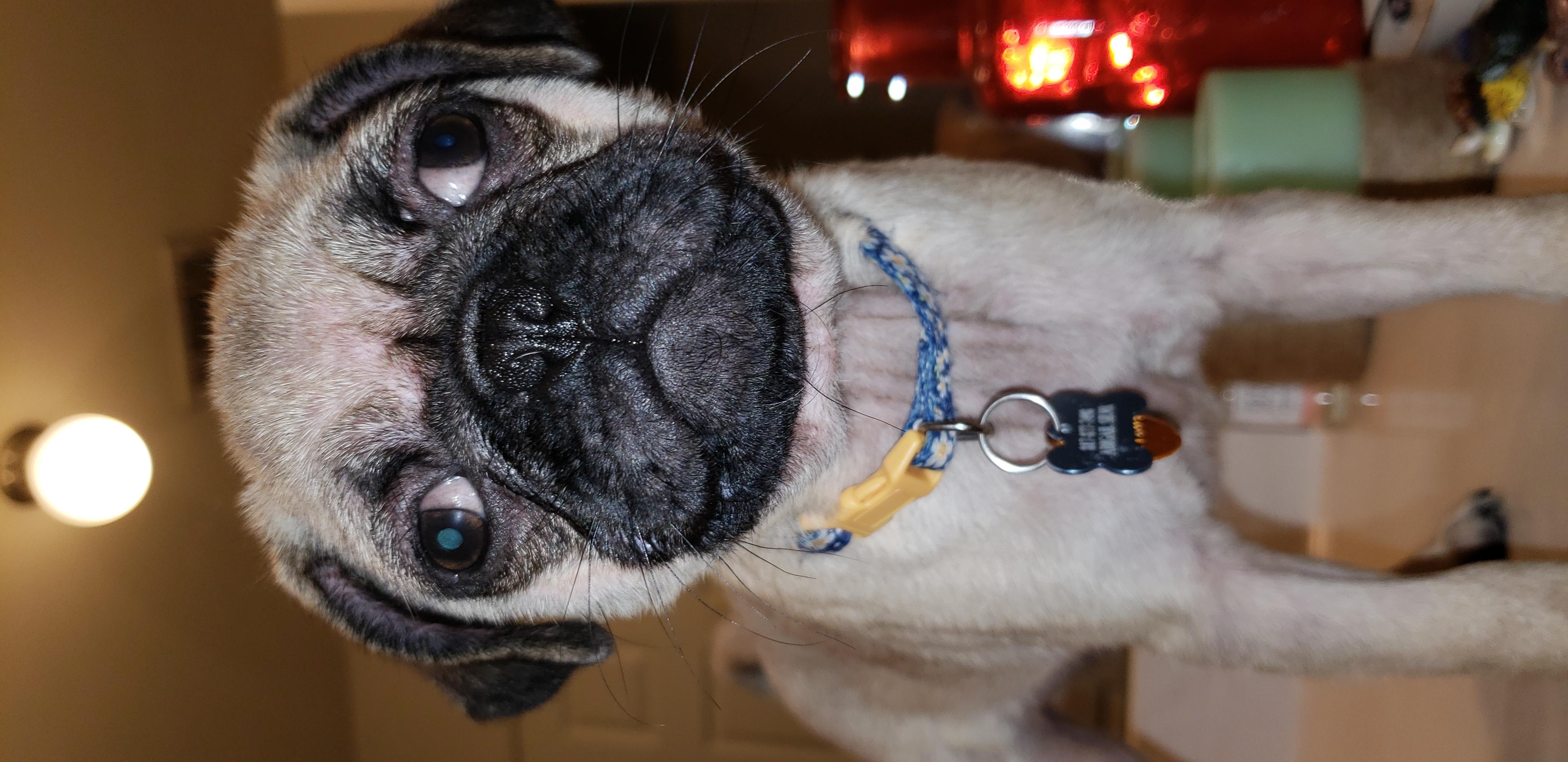 My Puppy Has Red Bumps, Scabs & Hair Loss: Is It Skin Infection? | Petco