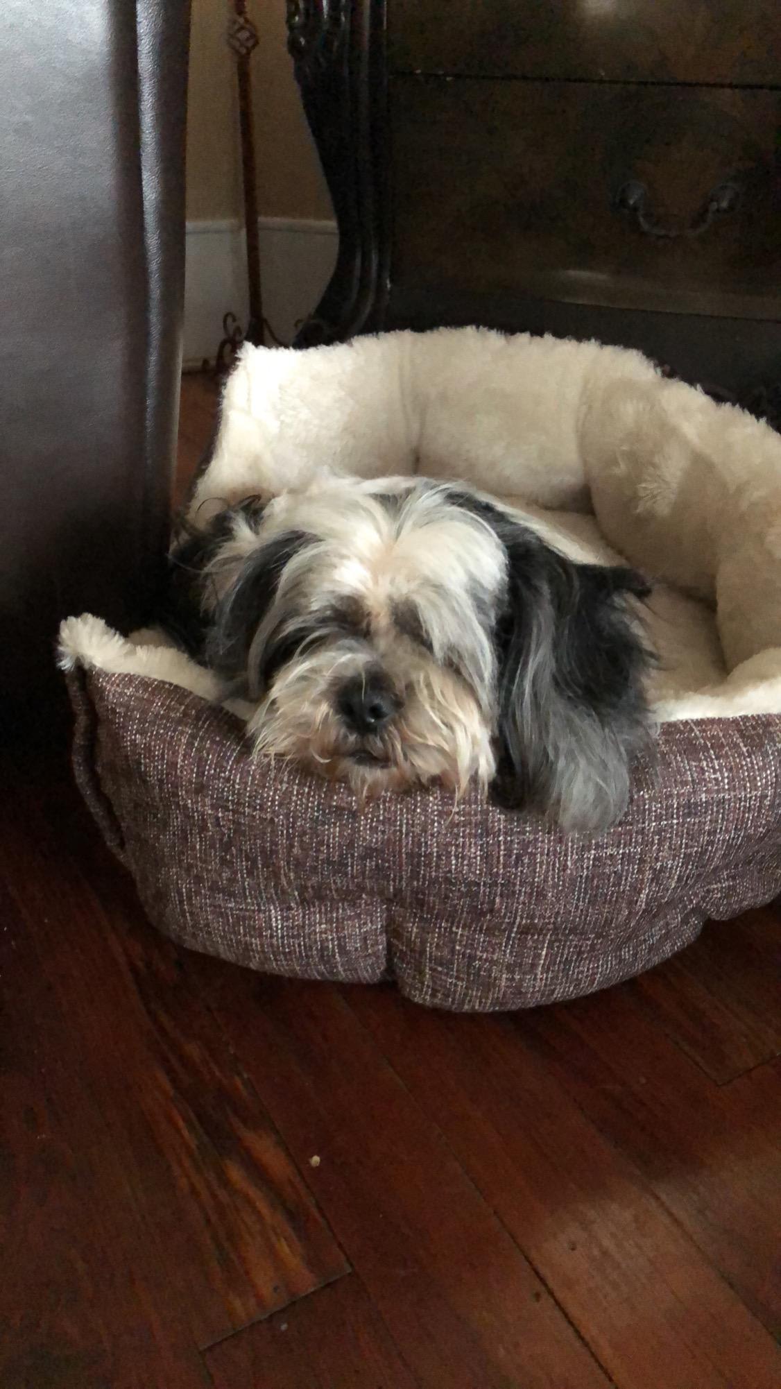 Why is my Shih Tzu shaking, weak, whimpering, stomach noises? | Petco