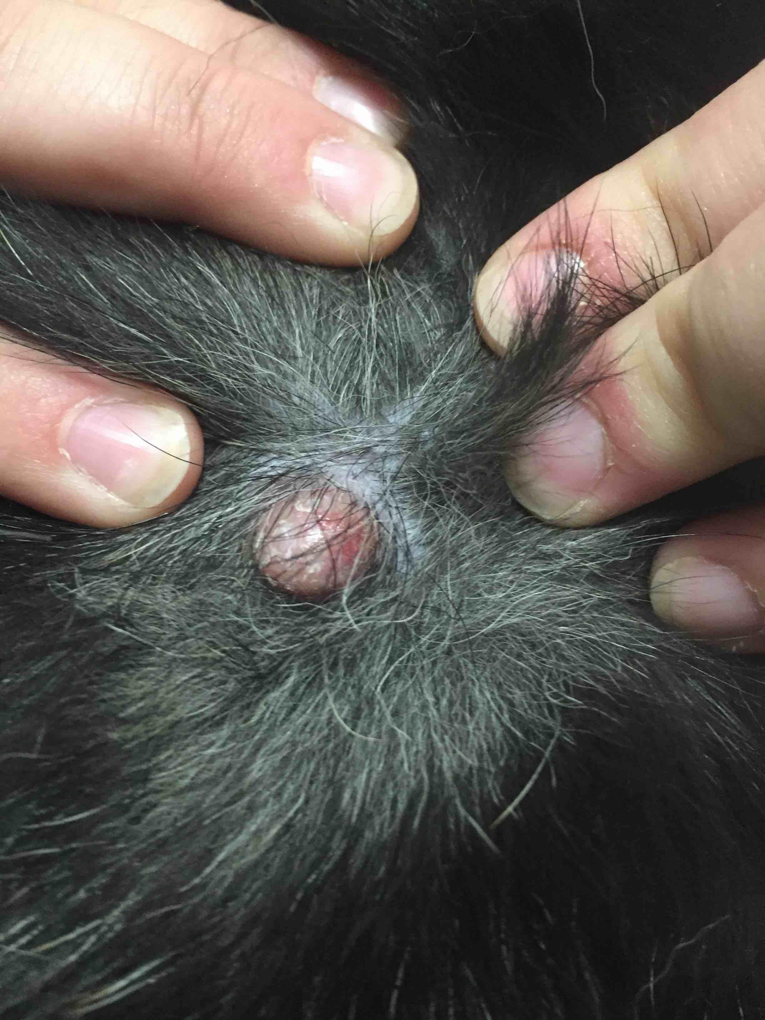 Dog's Back End Lump Popped? Ruptured Cyst? What to Do Now | Petco