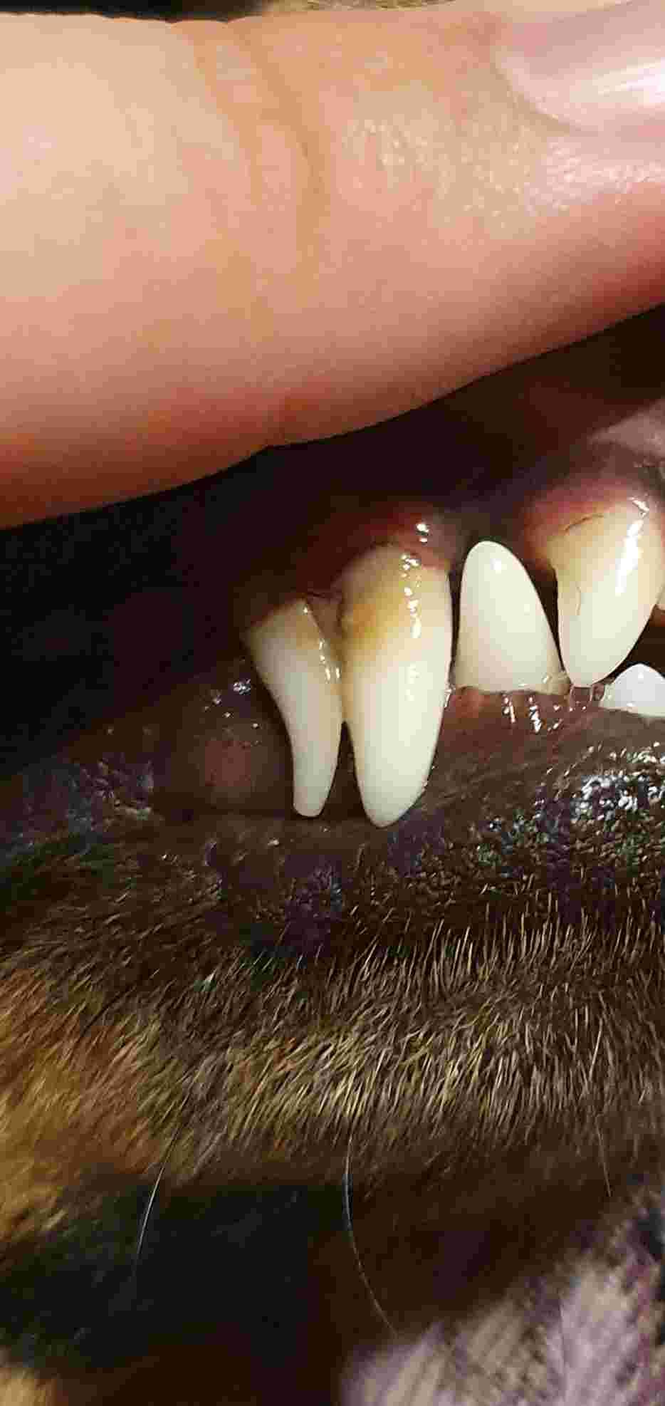My dog's tooth is loose and painful. Baby or serious? | Petco