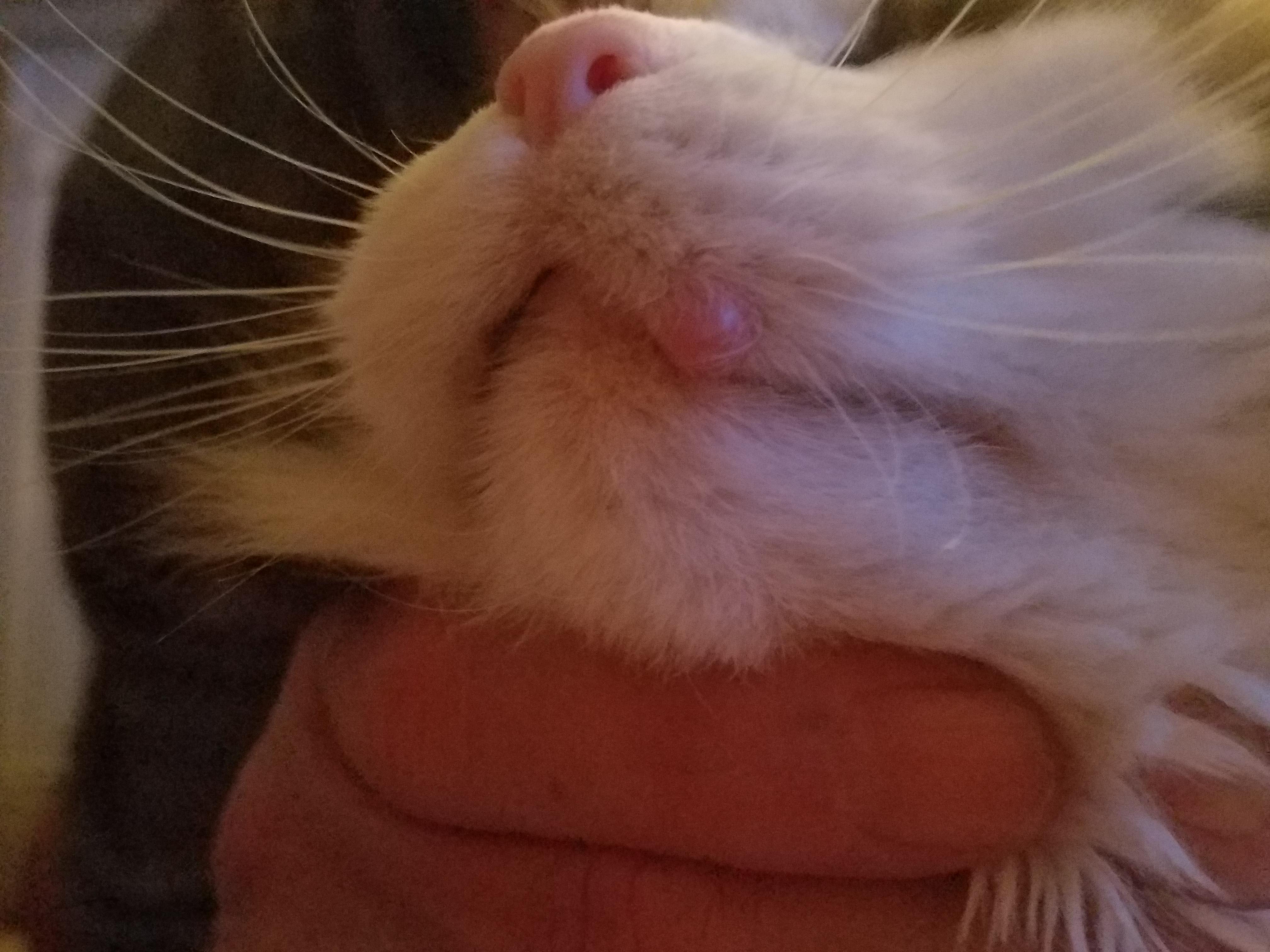 Cat has a painless lump on upper lip? What could it be? | Petco