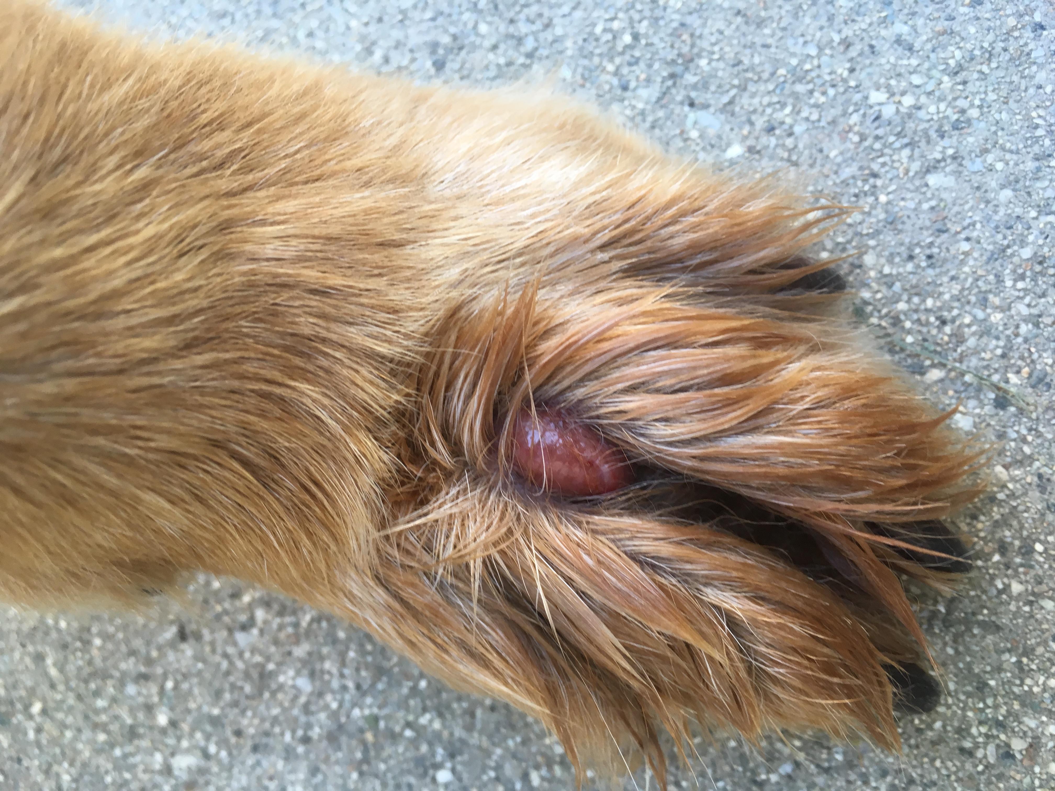 Your Dog Has a Red Shiny Paw Bump? Identify & Treat It | Petco