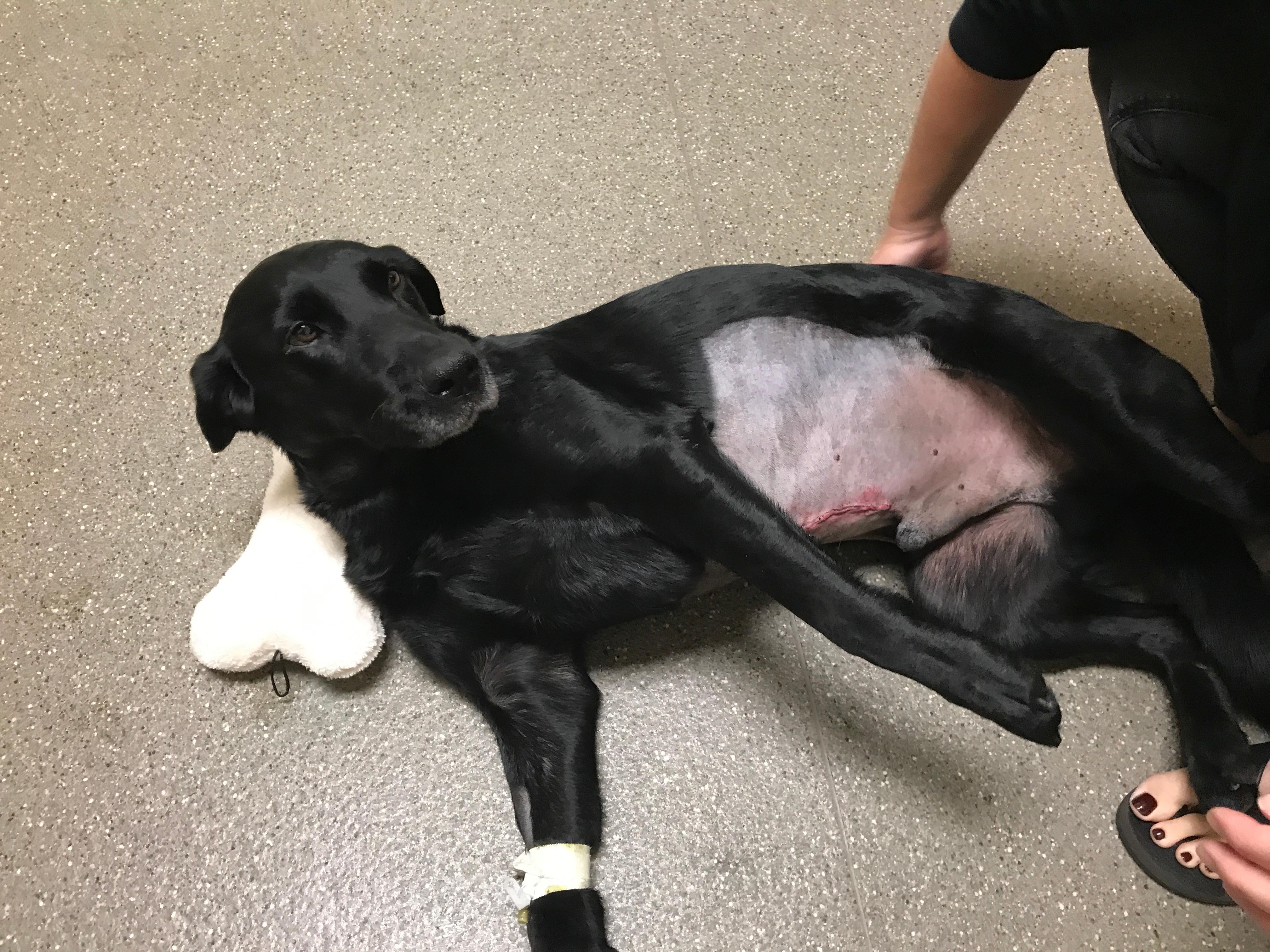 Why was my 70lb dog charged for so much fentanyl at the vet? | Petco