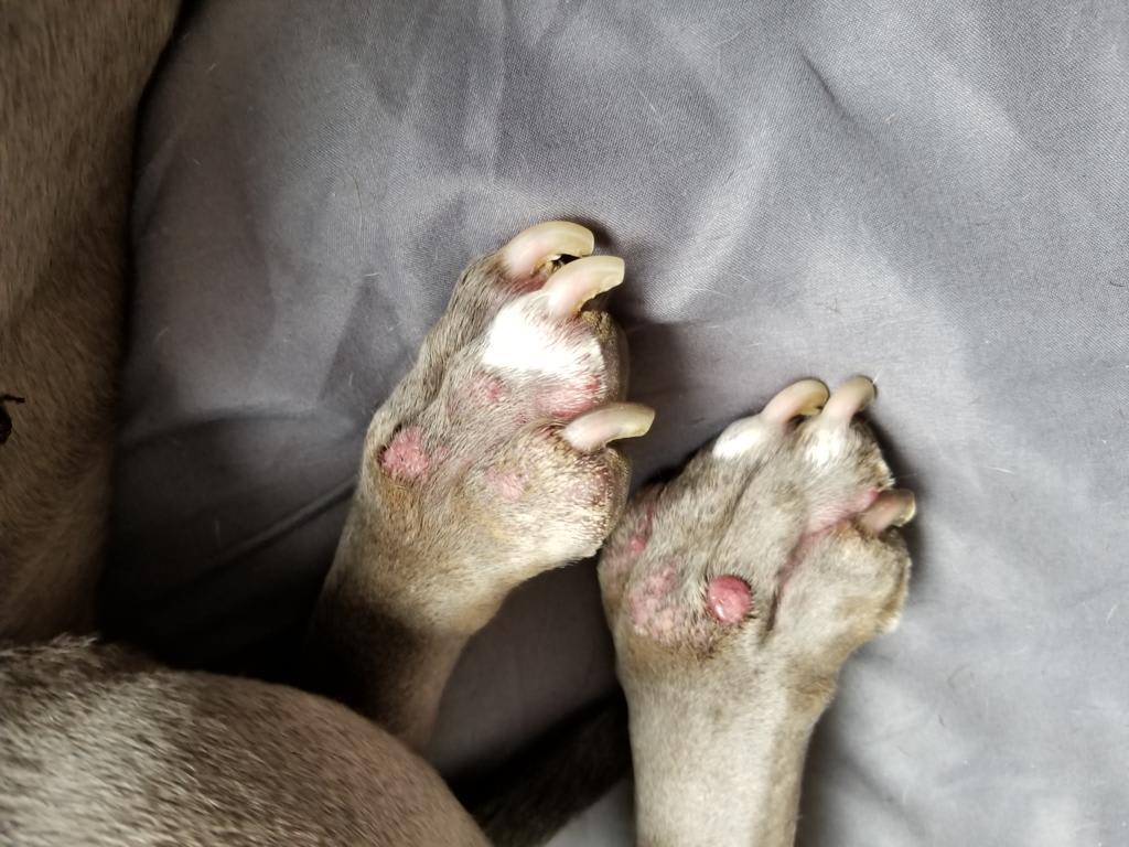 Dog Paw Infection from Allergies: Treat & Prevent Flare-Ups | Petco