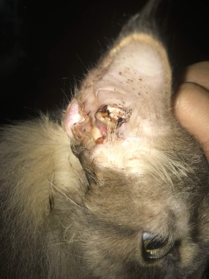 Cat's Ear Bloody & Itchy? Could It Be Polyps or Infection? | Petco