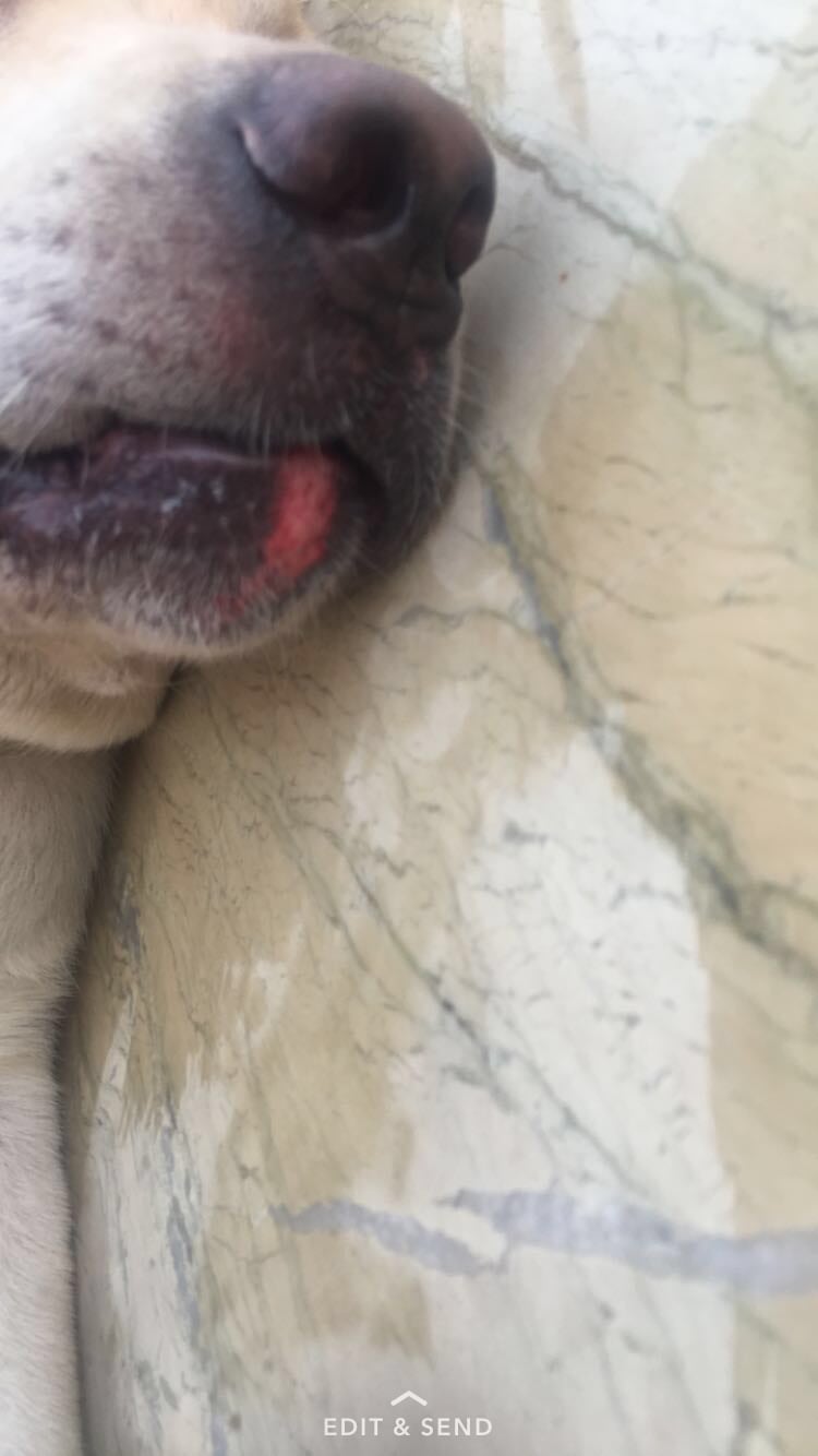 My dog's lower lip is bruised. What's the best way to treat it? | Petco