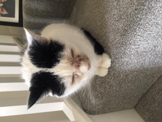 What's Causing My Senior Cat's Scabby Fur Loss on Her Nose? | Petco