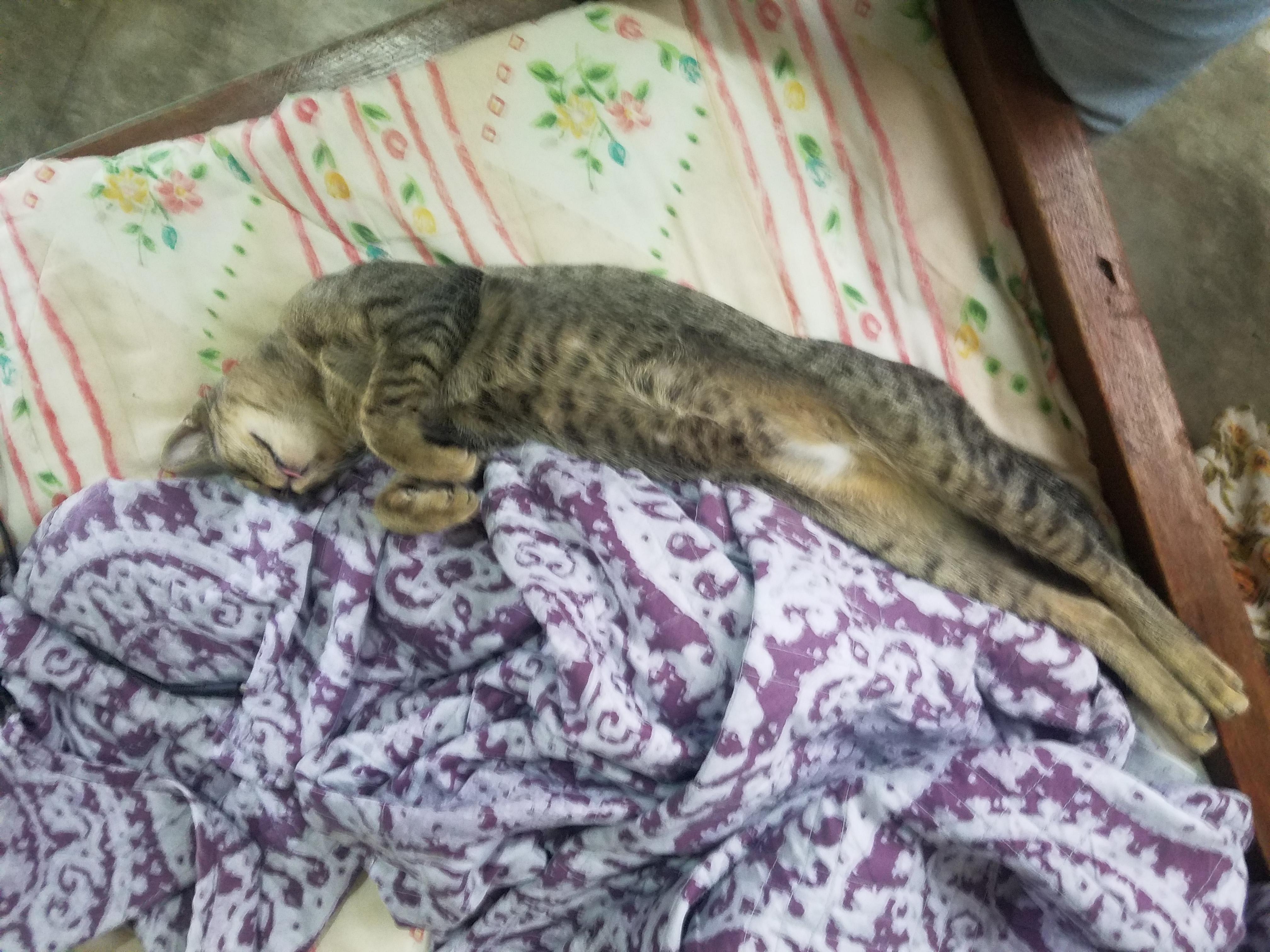 Rabies from unvaccinated cat scratch if my cat's alive? | Petco