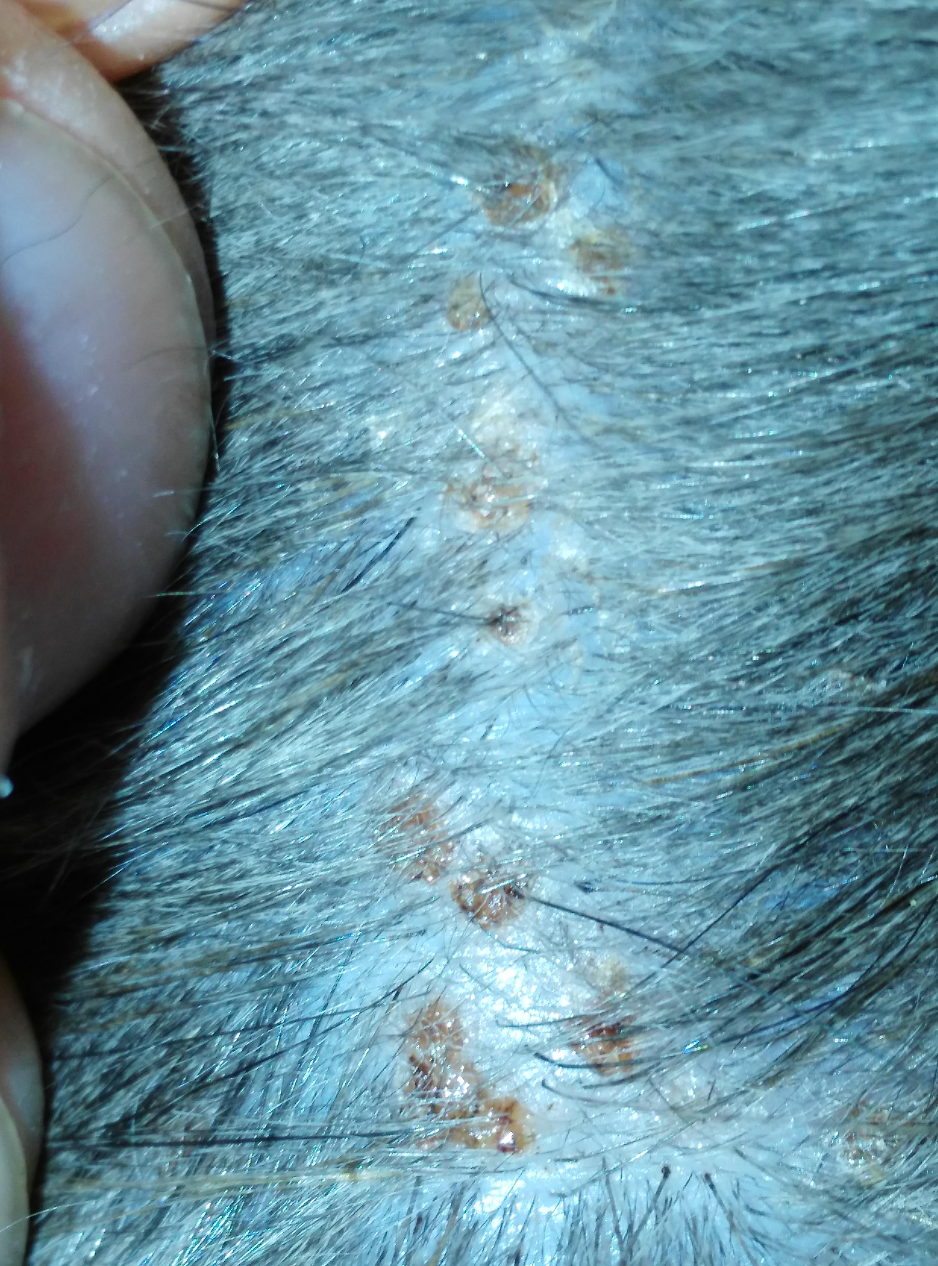 Why is my cat's fur greasy, scabby, and smelly with skin issues? | Petco