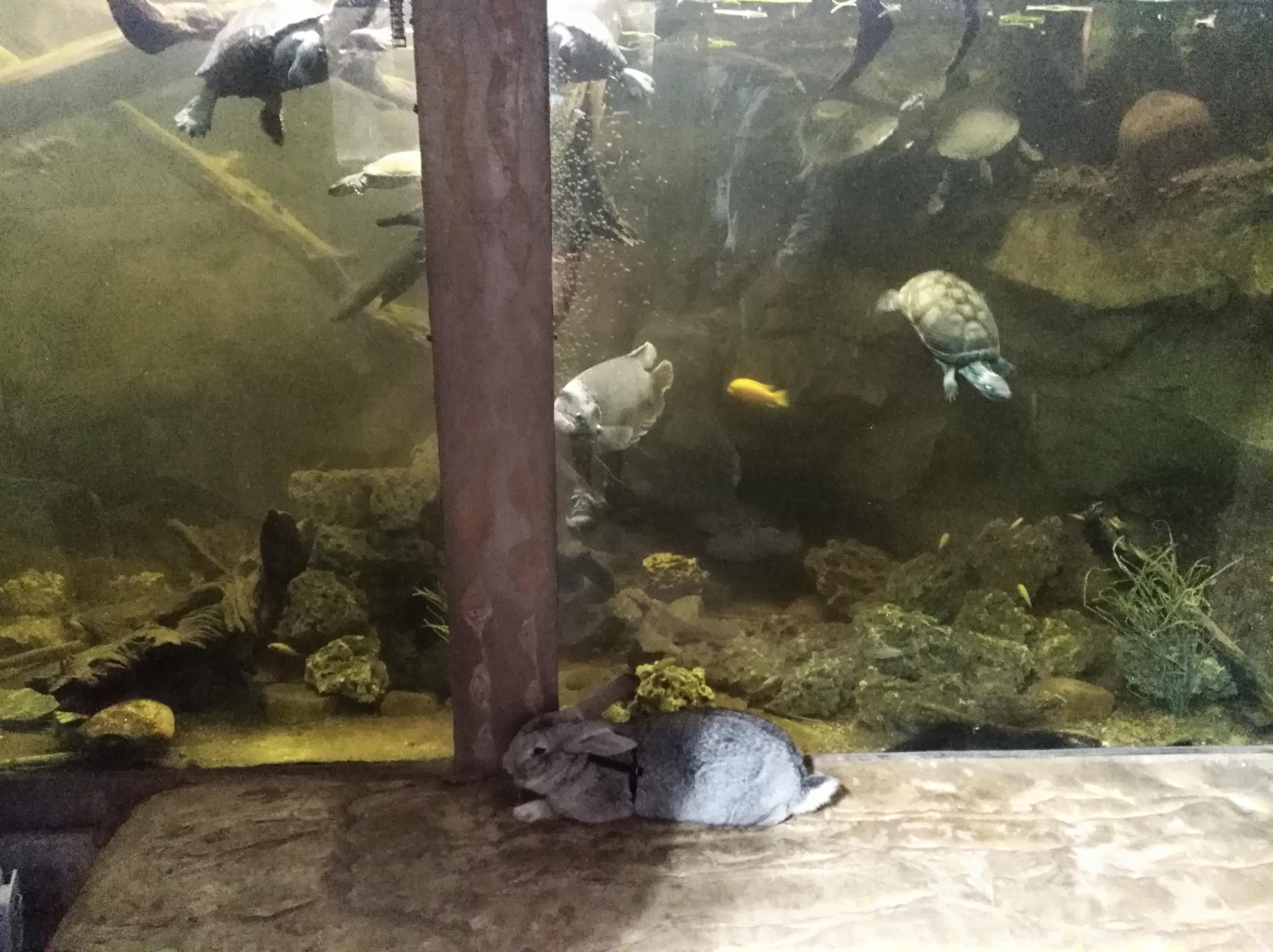 My rabbit seems to enjoy going out and loves people.. I have a trip ...