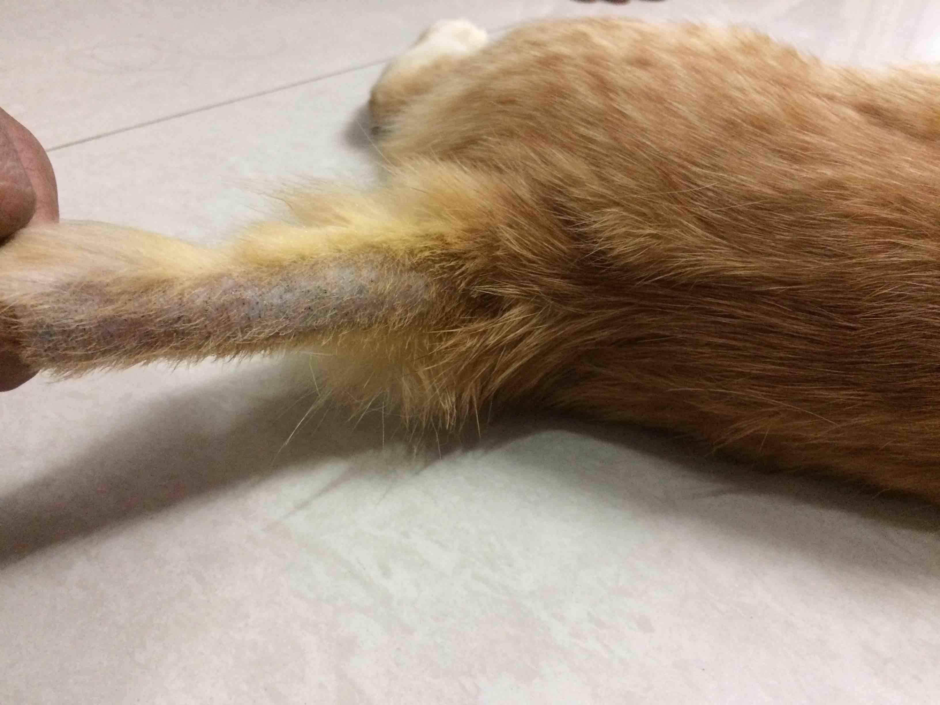 My Cat's Stud Tail: Blackheads, Hair Loss & Will Fur Grow Back? | Petco